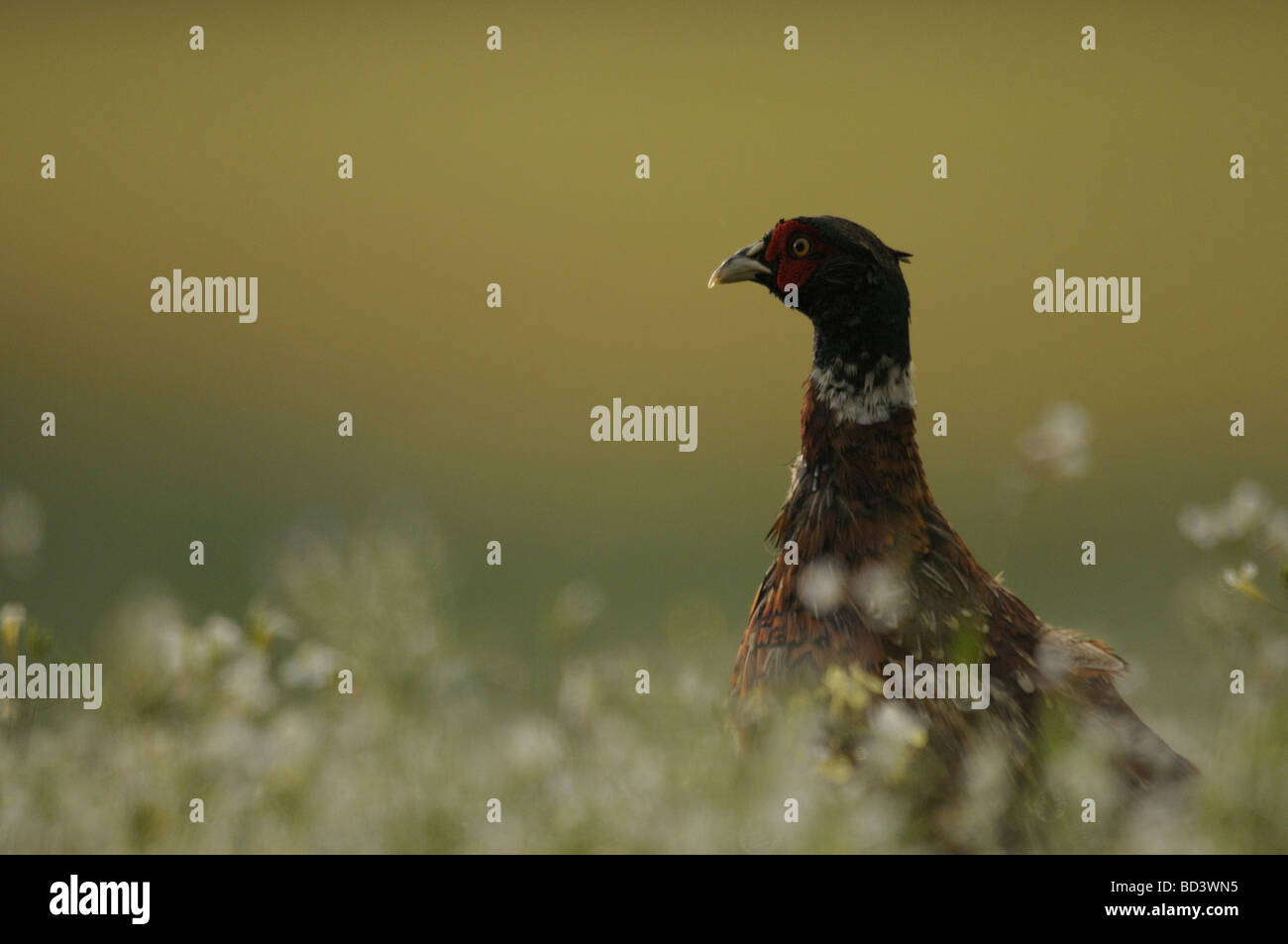 Pheasant in evening light Stock Photo - Alamy