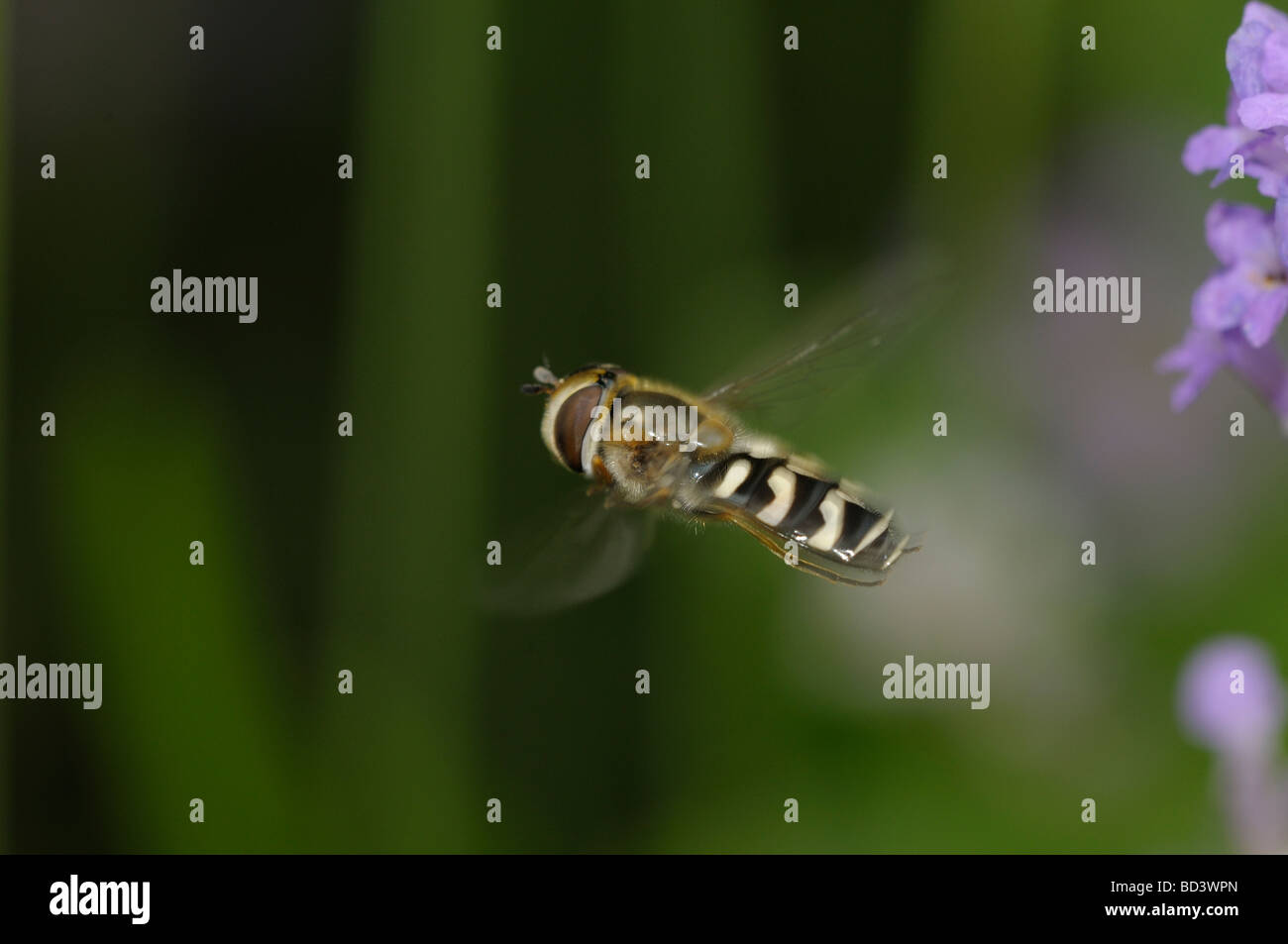 Hover fly in flight Stock Photo - Alamy