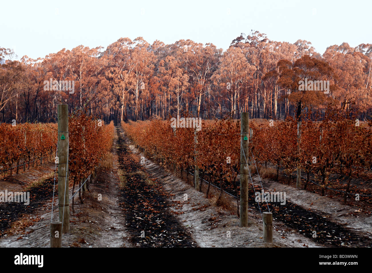 Burnt grape vines and eucalyptus trees from the Victorian Black ...
