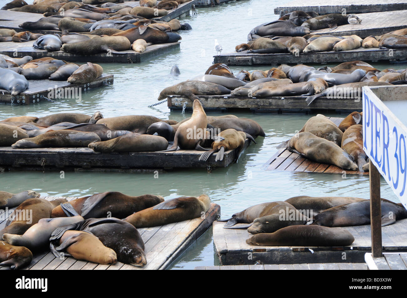 California sea lions on floating hi-res stock photography and images ...