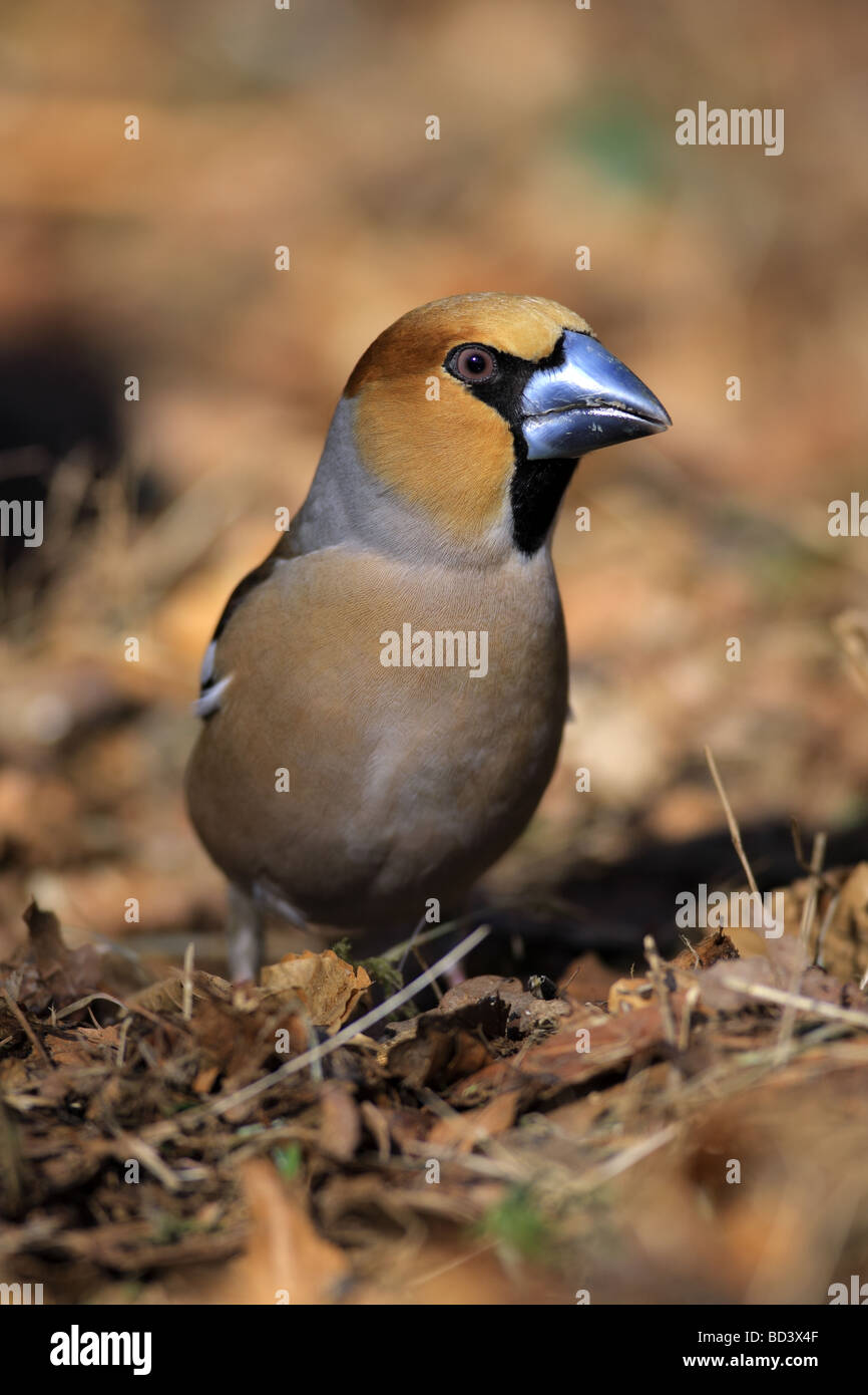 Male Hawfinch, Coccothraustes coccothraustes, UK Stock Photo - Alamy