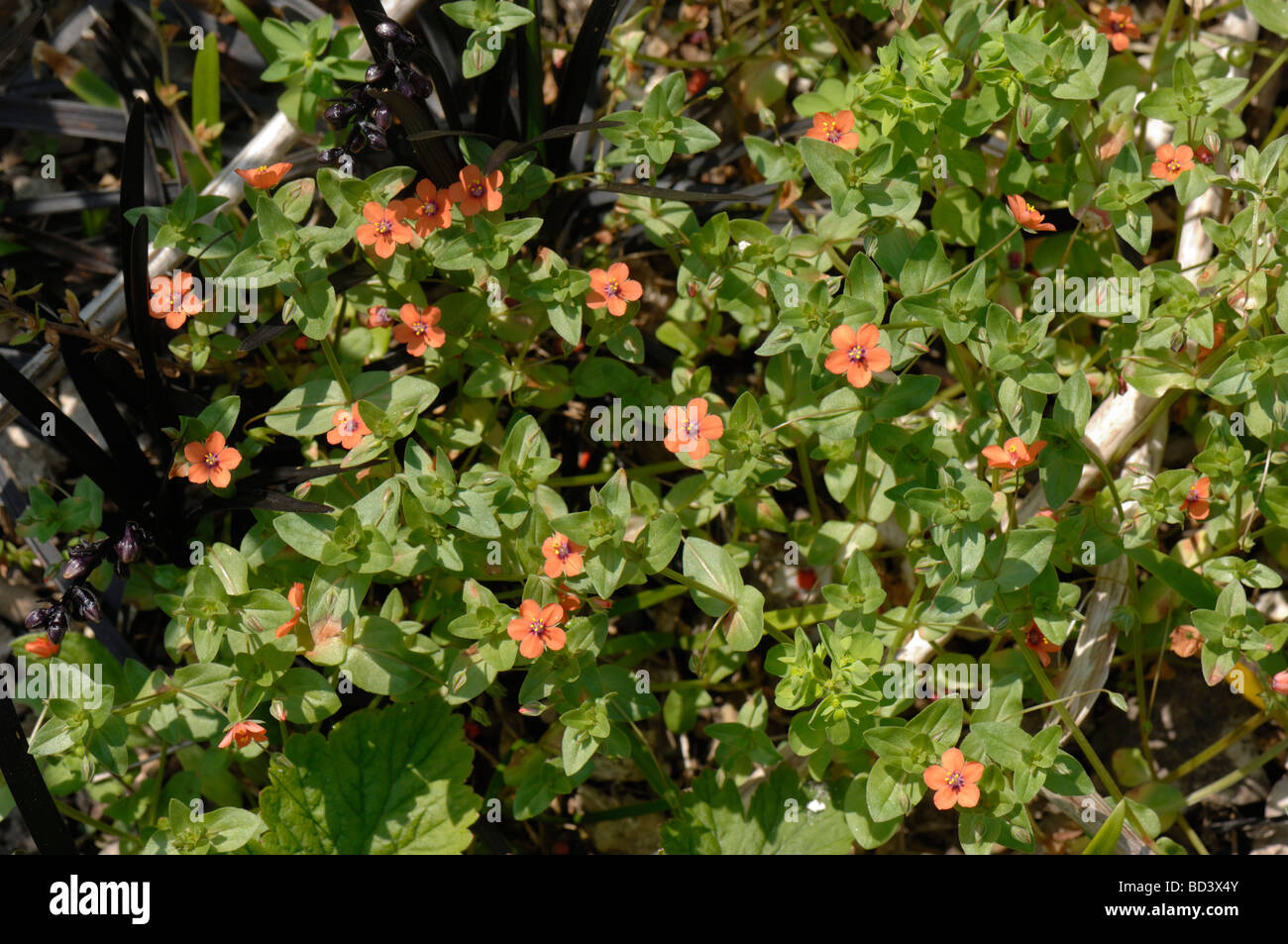 Scarlet pimpernel flower hi-res stock photography and images - Alamy