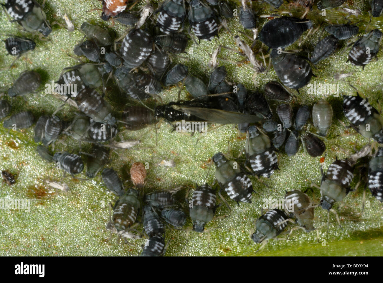 Black bean aphids Aphis fabae alates wingless immature on a broad bean ...