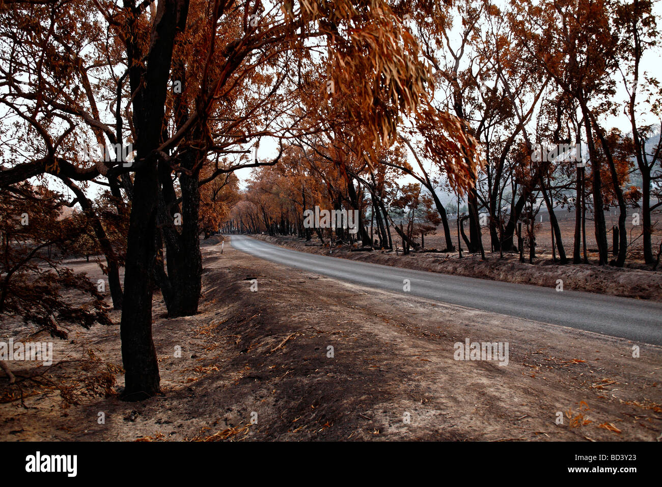 australian bush fire damage,australian bush fire aftermath,post ...