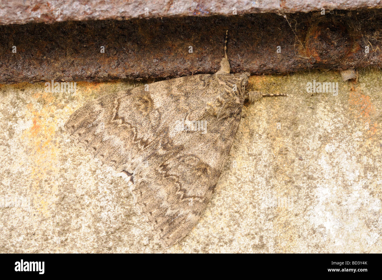 Underwing moth hi-res stock photography and images - Alamy