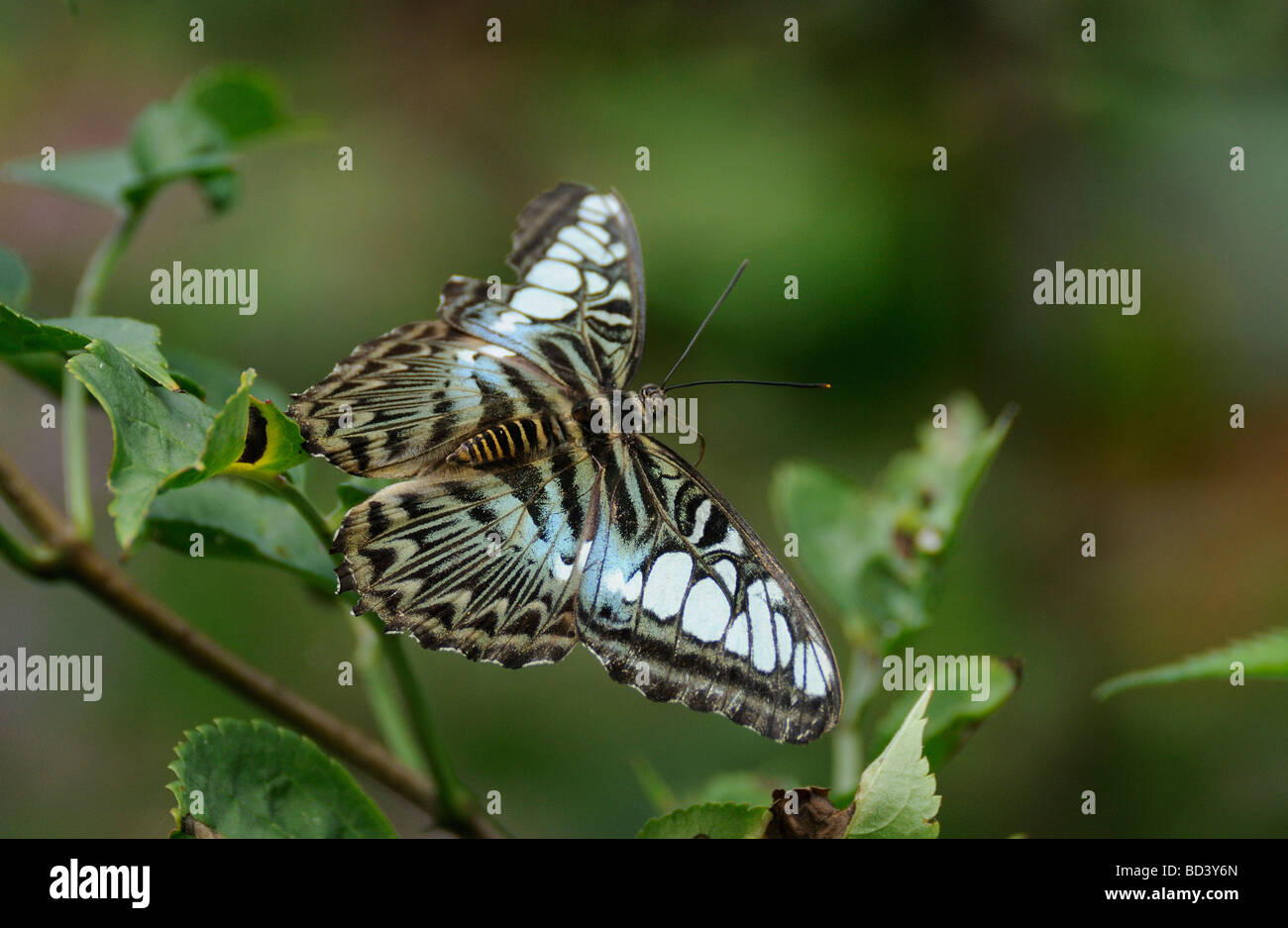 Malaysian Blue Clipper Butterfly Stock Photo - Alamy