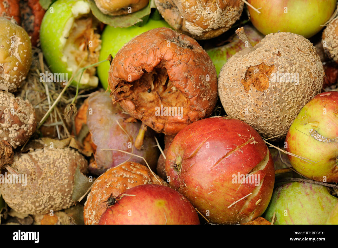Rotting fruit hi-res stock photography and images - Alamy