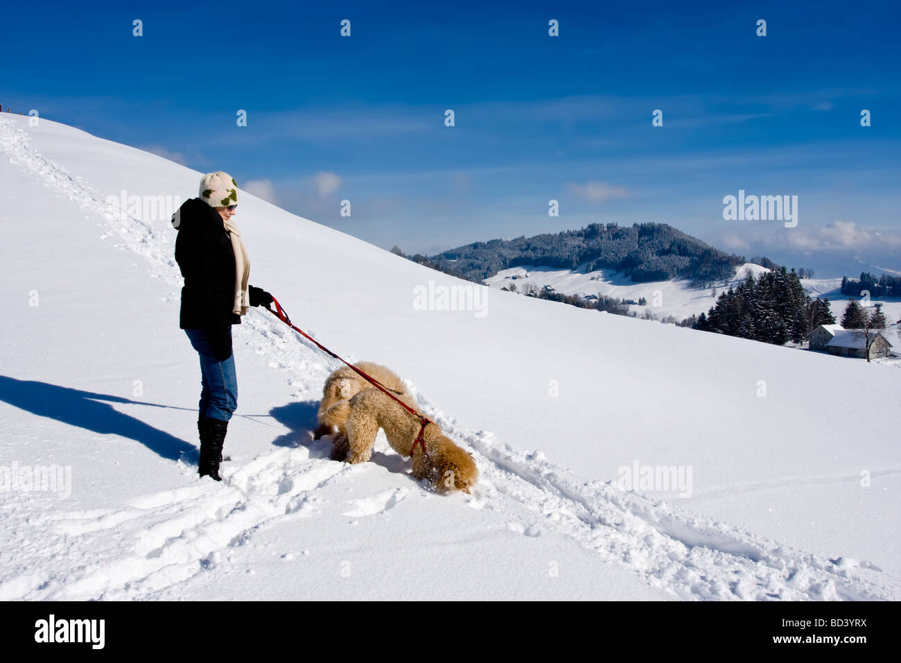 Dog in the landscape hi-res stock photography and images - Alamy