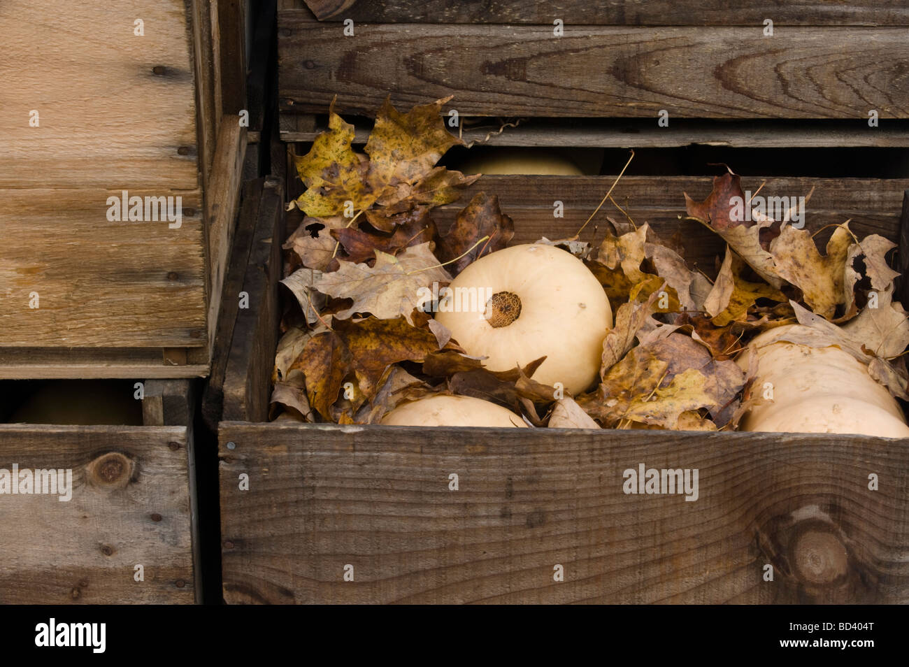Butternut Squash packed in boxes Stock Photo - Alamy