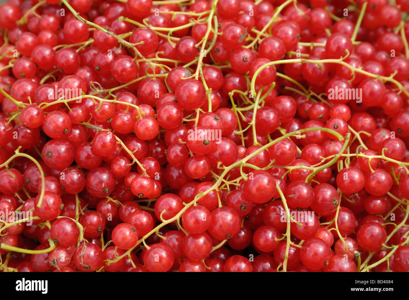 Redcurrents fruit hi-res stock photography and images - Alamy