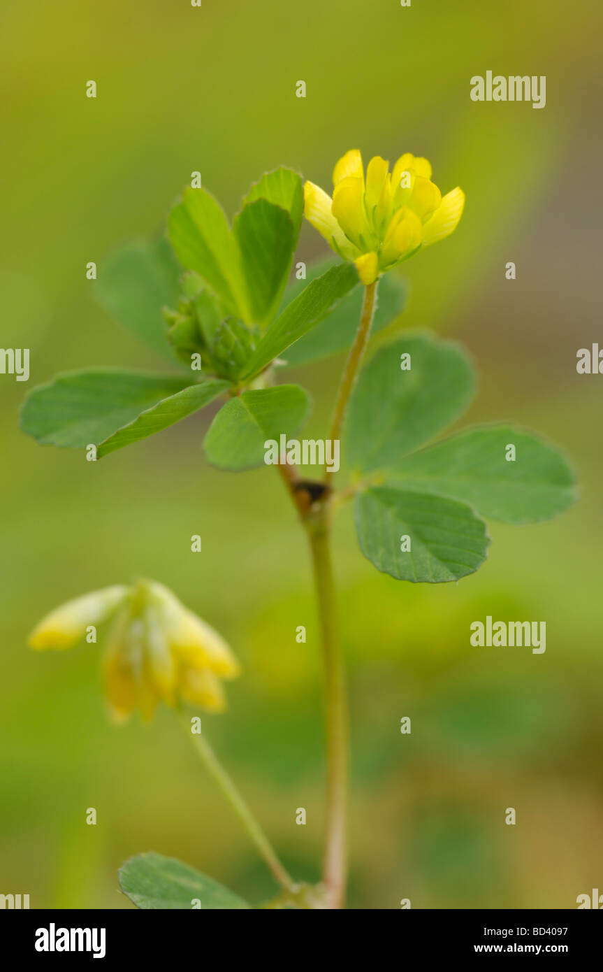 Trifolium Dubium Stock Photos & Trifolium Dubium Stock Images - Alamy