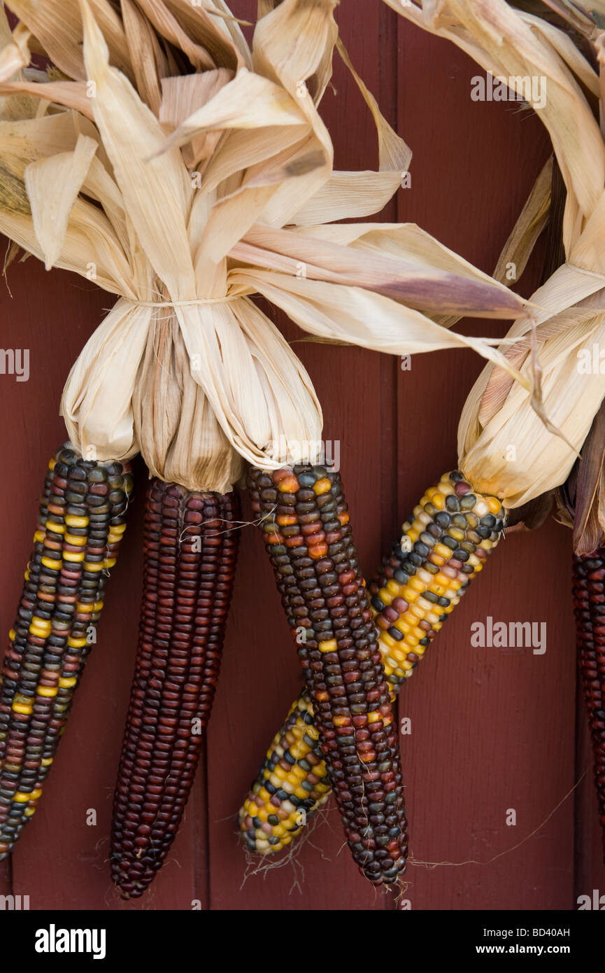 Indian sweet corn hi-res stock photography and images - Alamy
