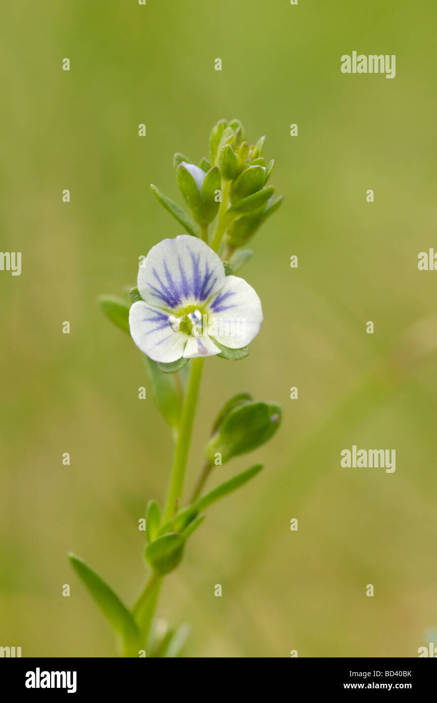 Thyme leaved Speedwell Veronica Serpyllifolia Wildflower In Grassland