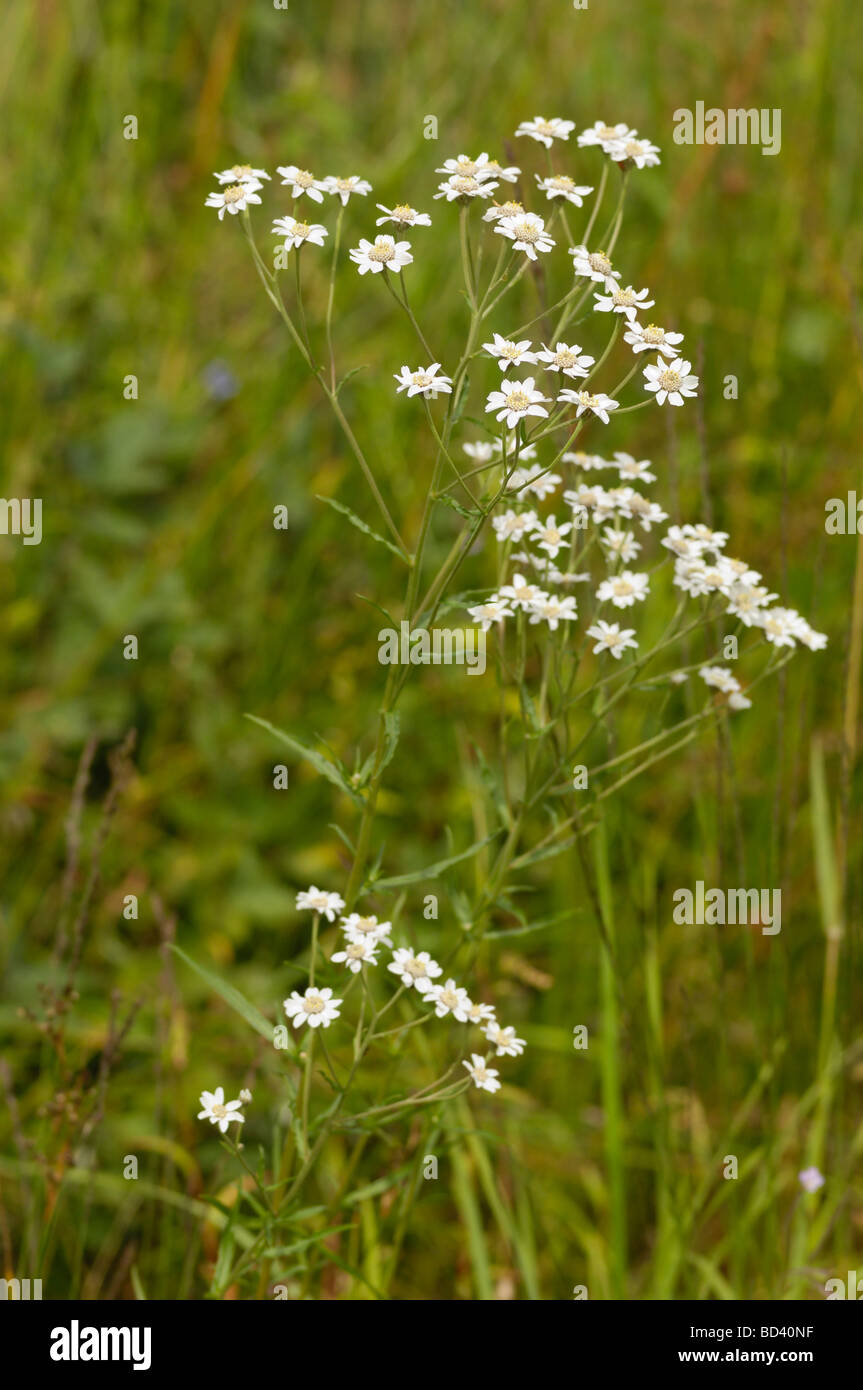 Achillea ptarmica sneezewort uk hi-res stock photography and images - Alamy