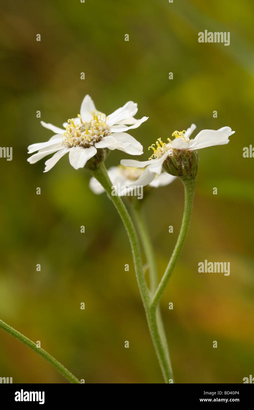 Sneezewort, Achillea ptarmica, wildflower in wetland meadow, Scotland ...