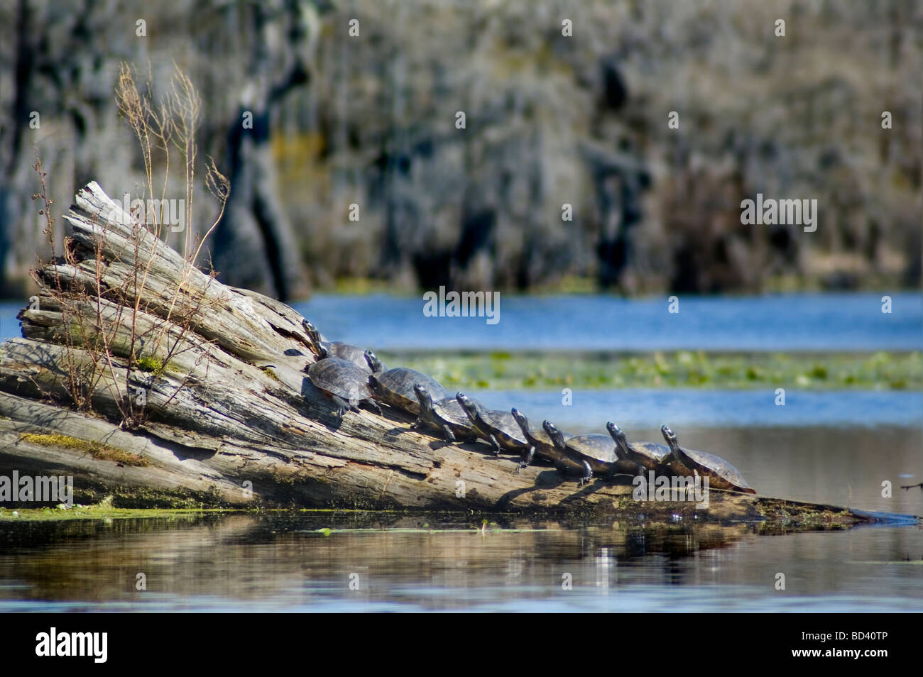 Turtles sunning on cypress log Stock Photo - Alamy