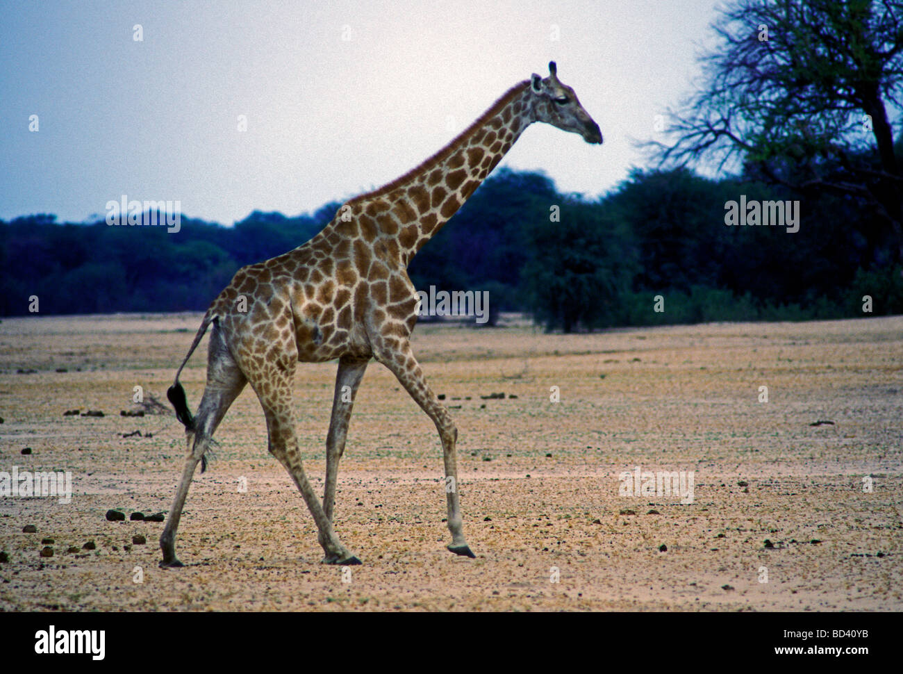 Two Legged Giraffe