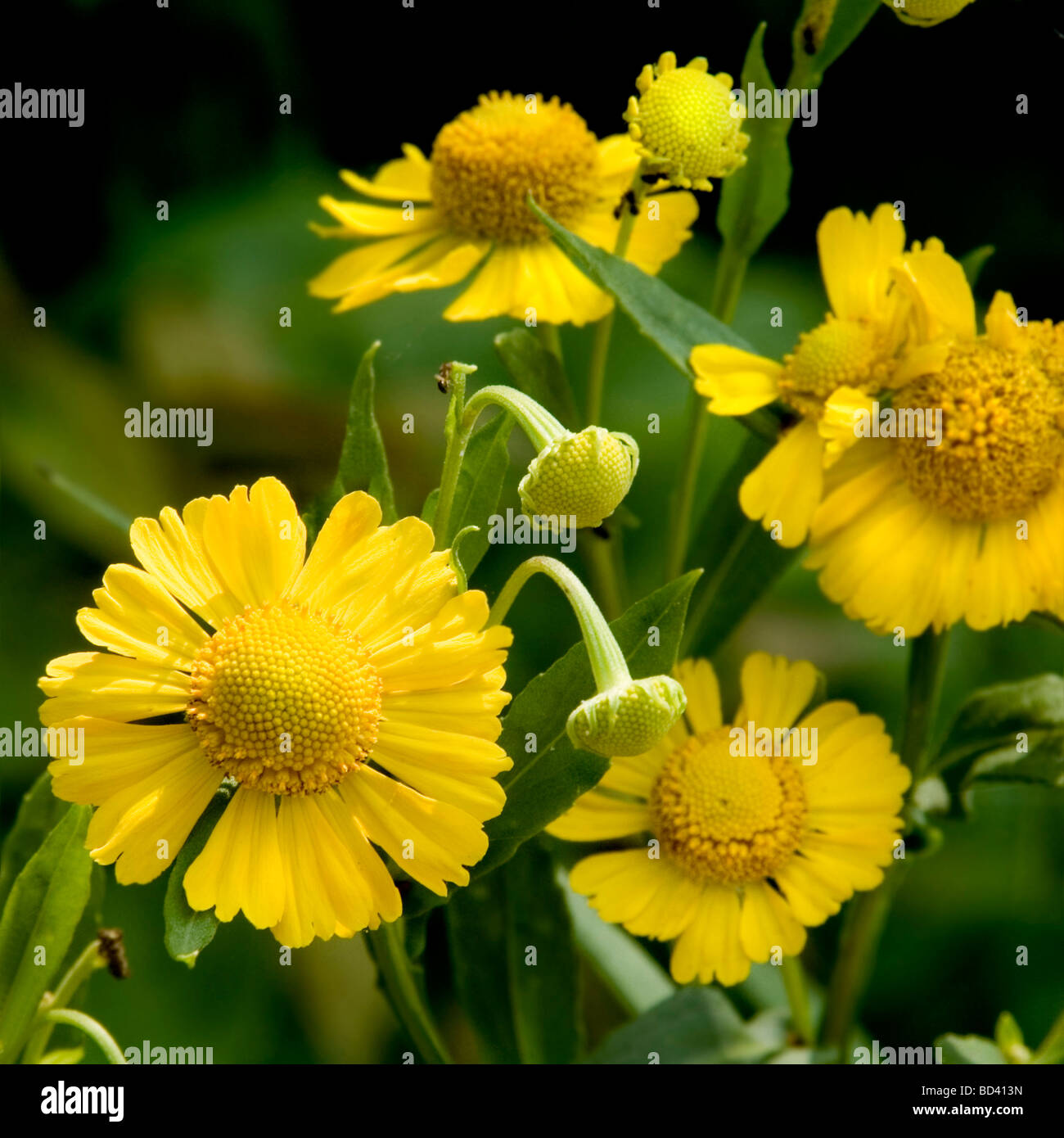 Vibrant yellow composite flowers hi-res stock photography and images ...