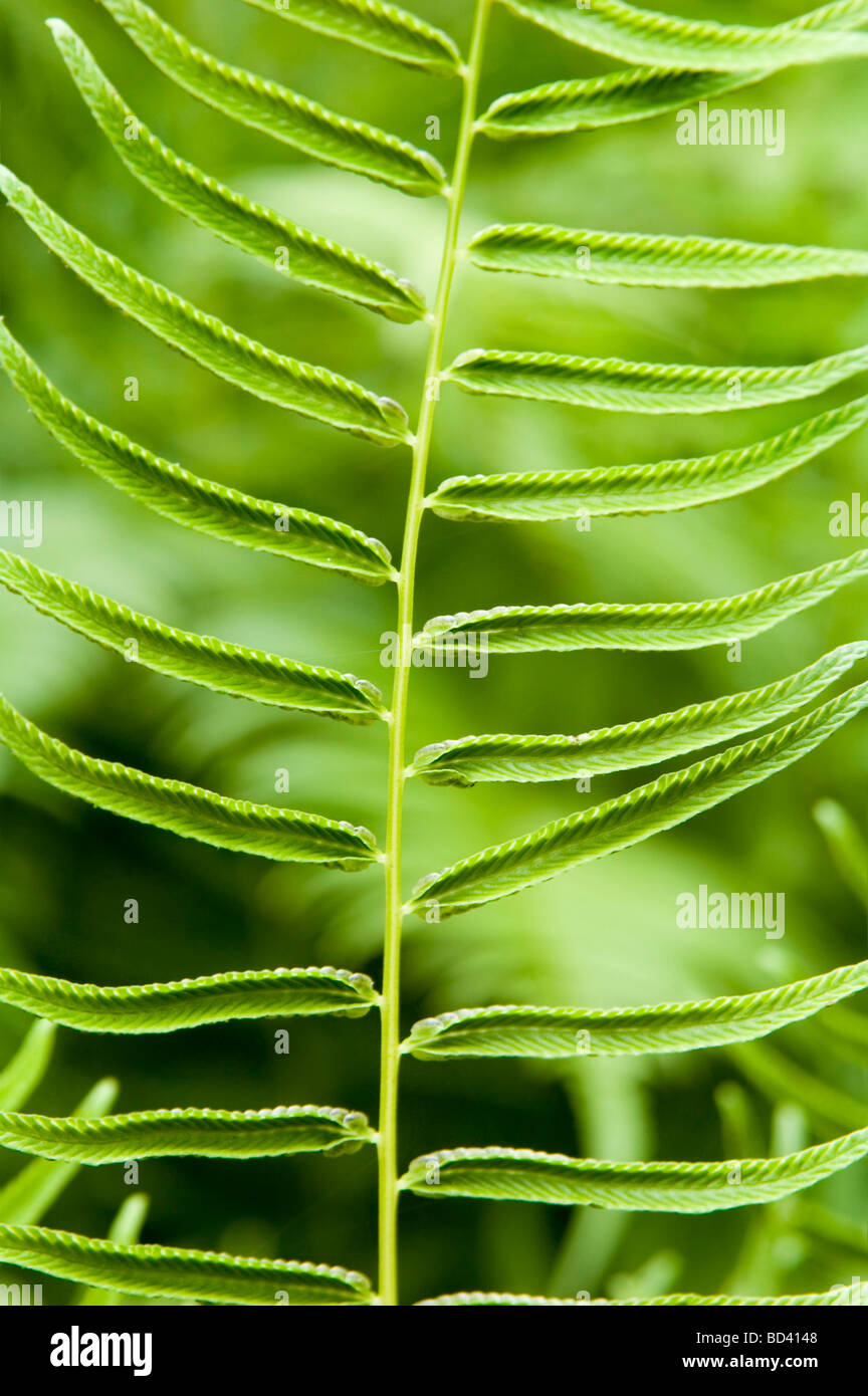young green fern abstract background Stock Photo - Alamy