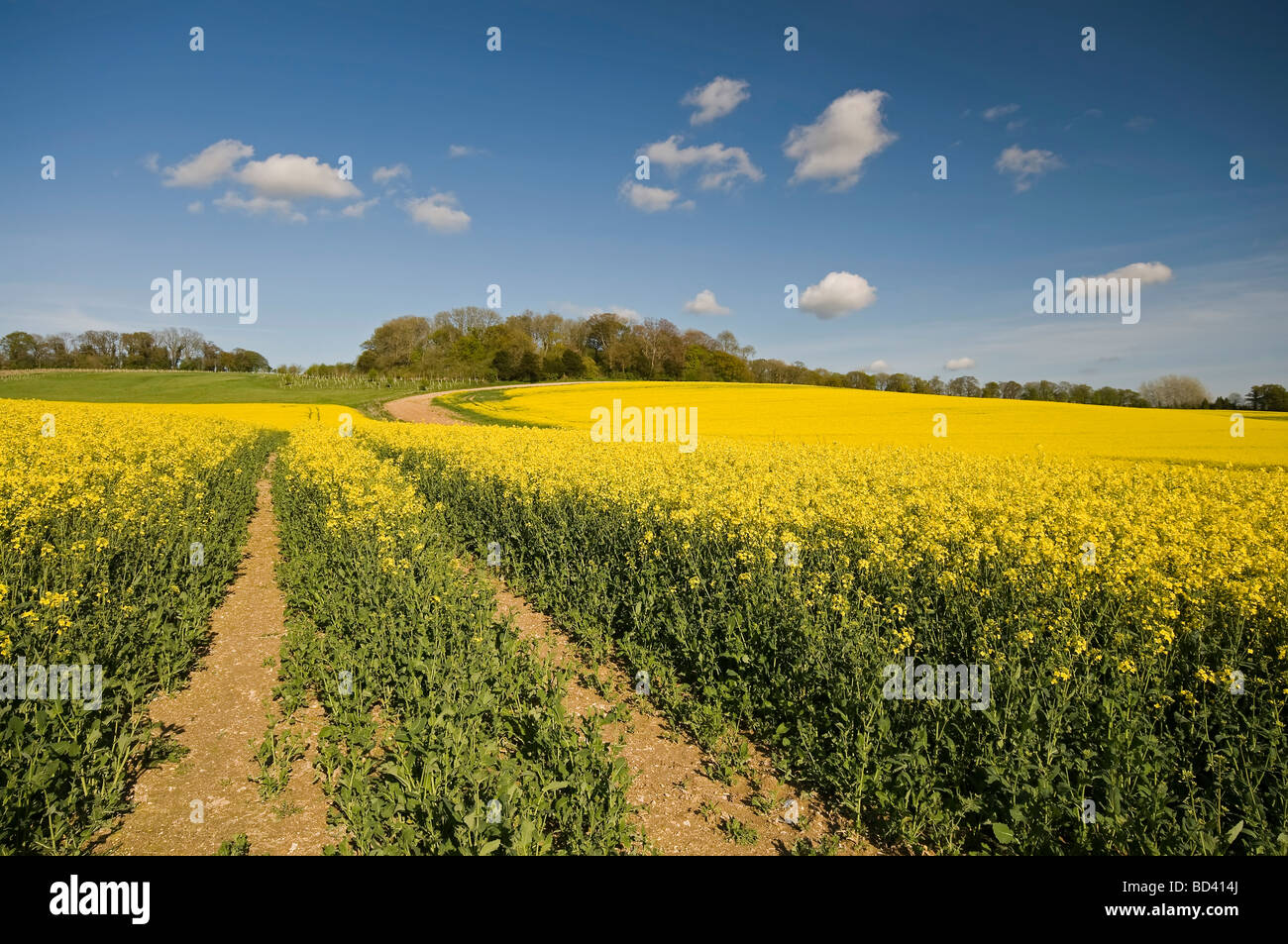 Rapeseed fields near in the Hampshire countryside, England, UK Stock ...