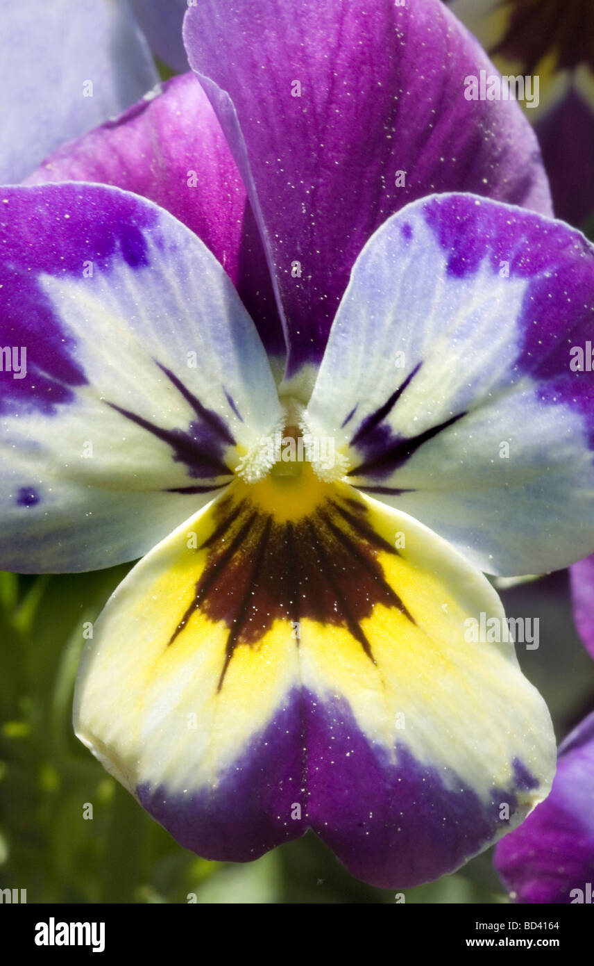 Yellow colored wild flower close hi-res stock photography and images ...