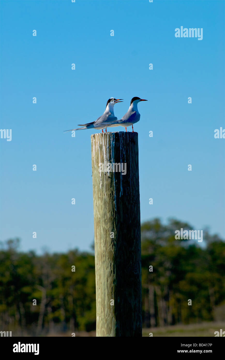 Couple of terns hi-res stock photography and images - Alamy