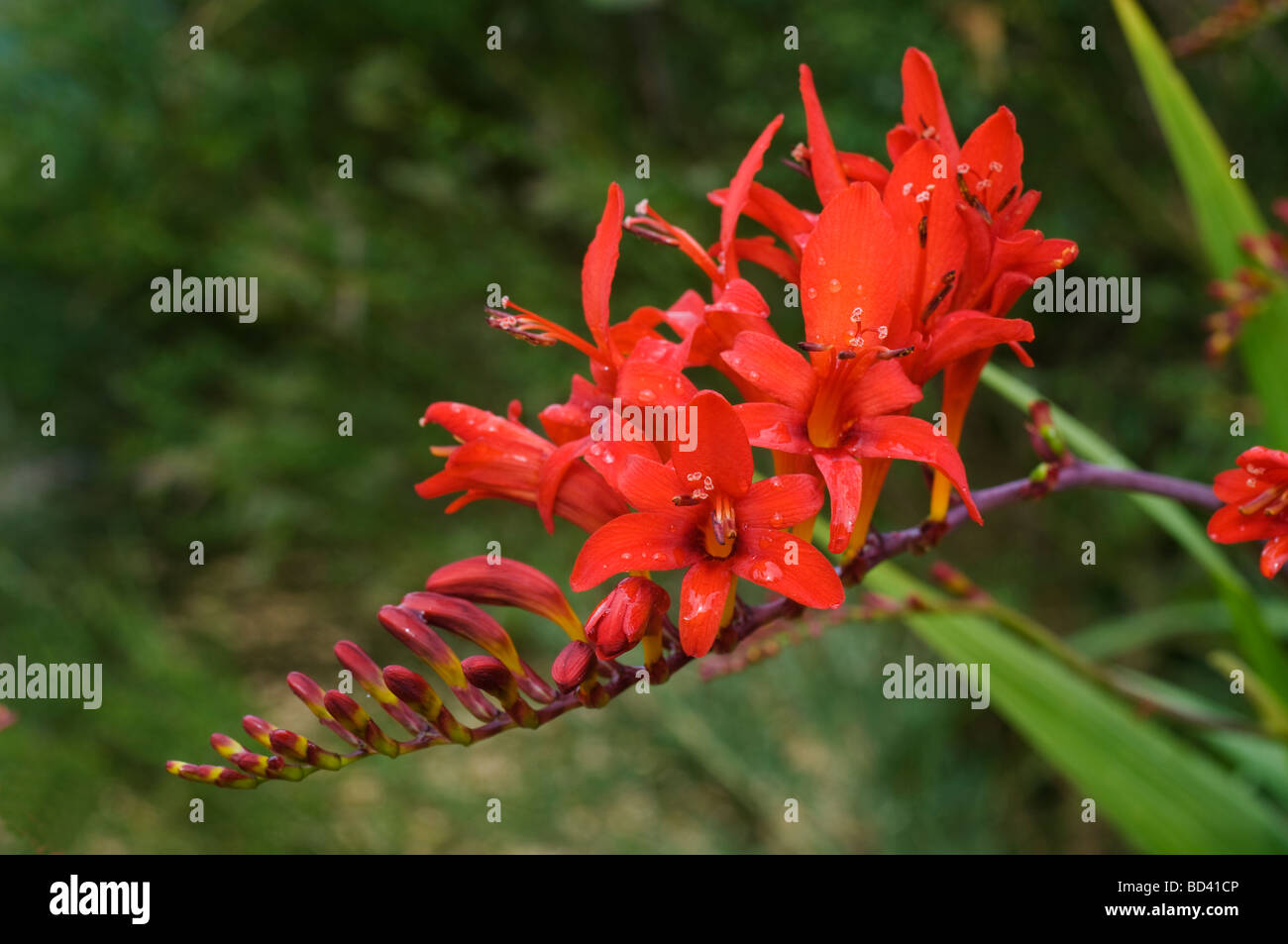 A red Crocosmia flower also called Montbretia Stock Photo - Alamy