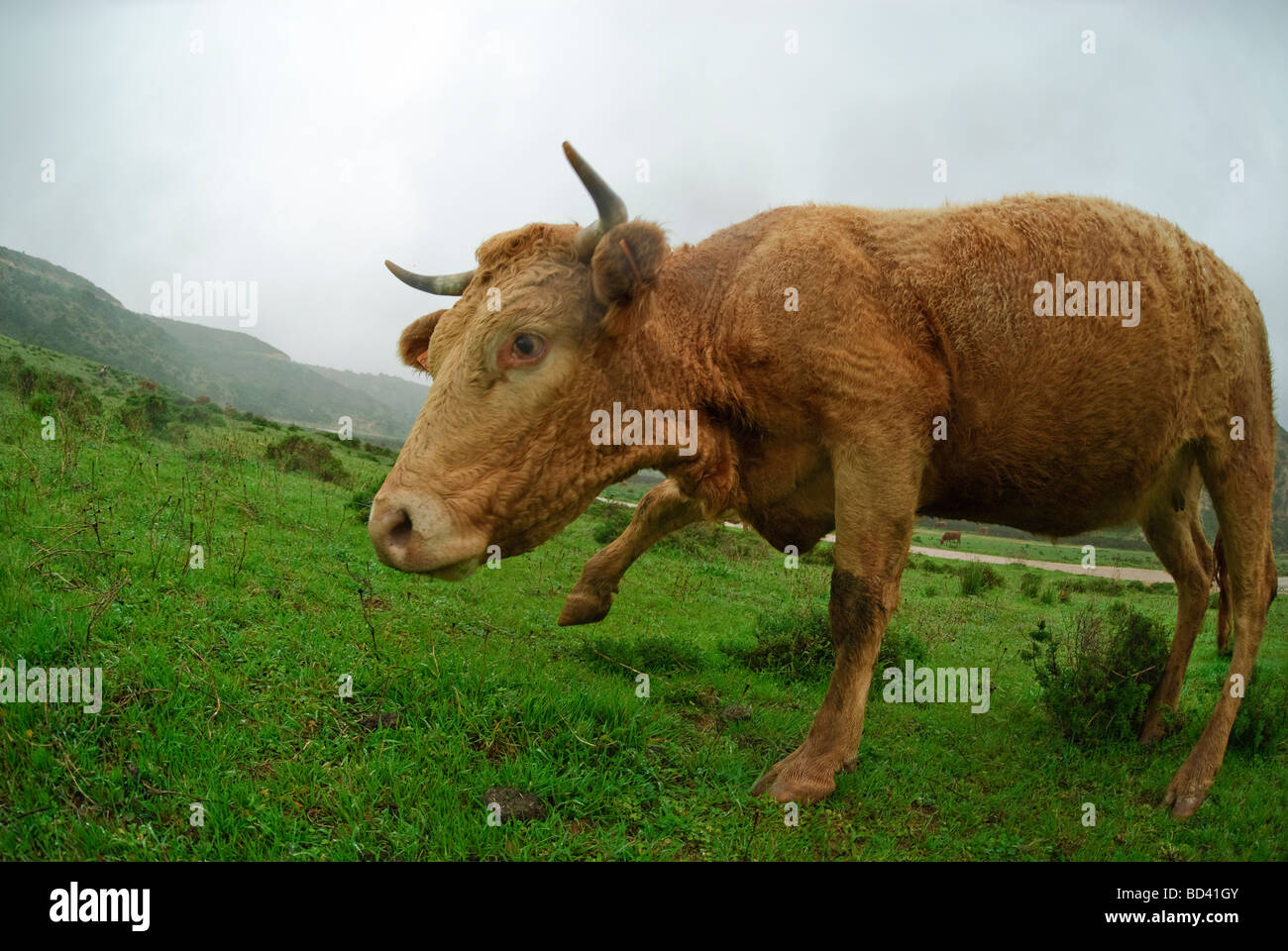 brown cows on Praia Boca Do Rio on Algarve coast in Portugal Stock ...