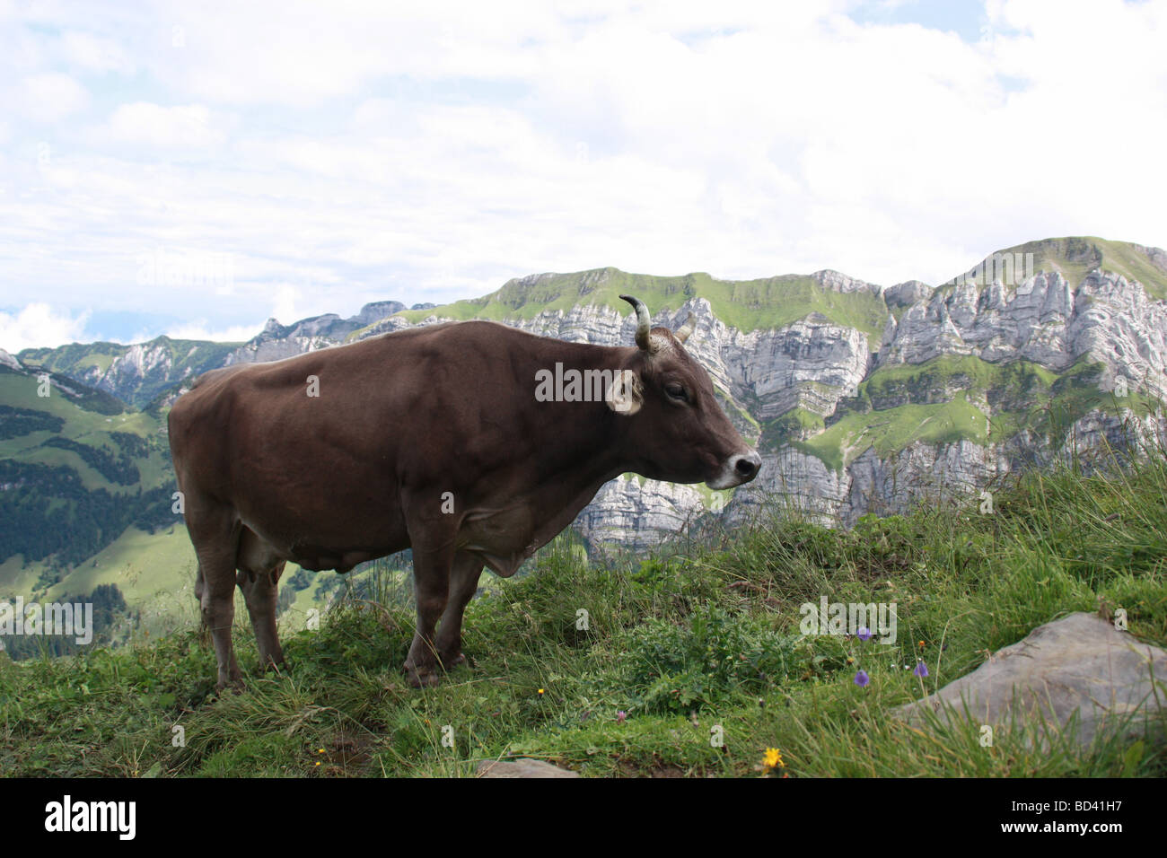 Brown swiss cow hi-res stock photography and images - Alamy