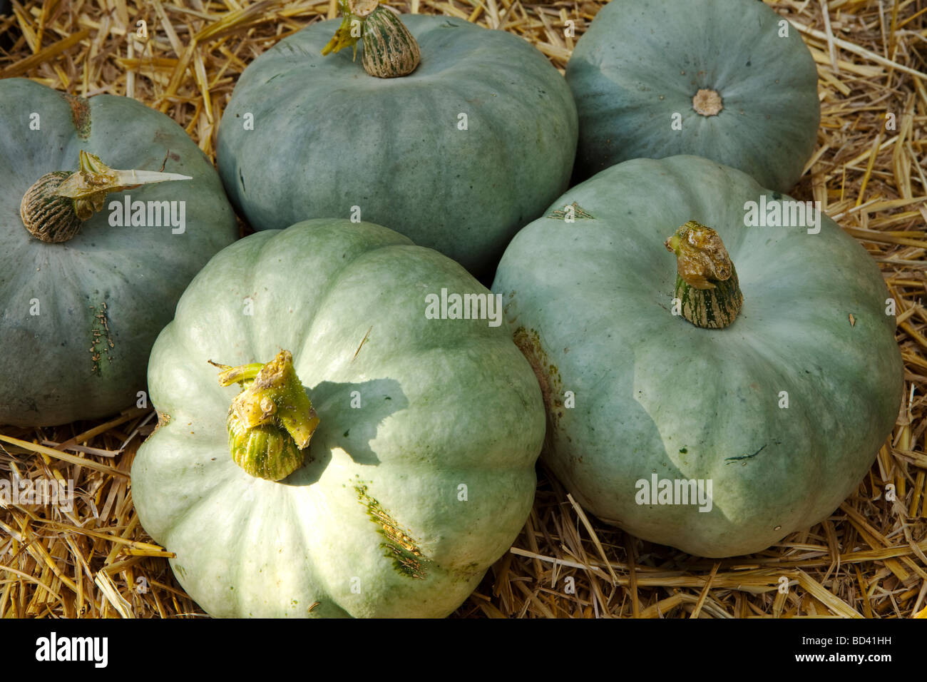 A group of vegetable squash crown prince Stock Photo - Alamy