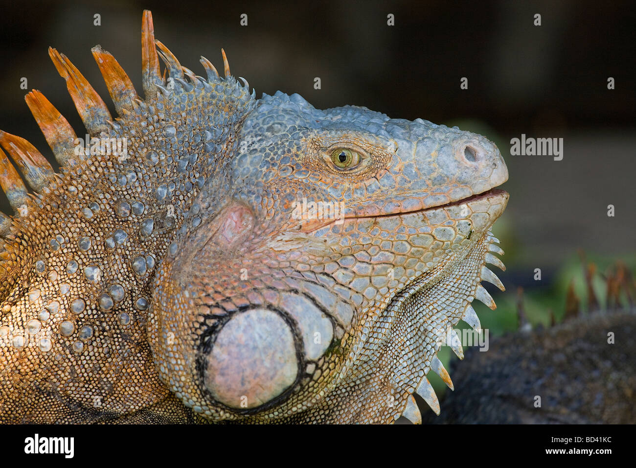 Common iguana (Iguana iguana) also called a green iguana, Roatan Island ...