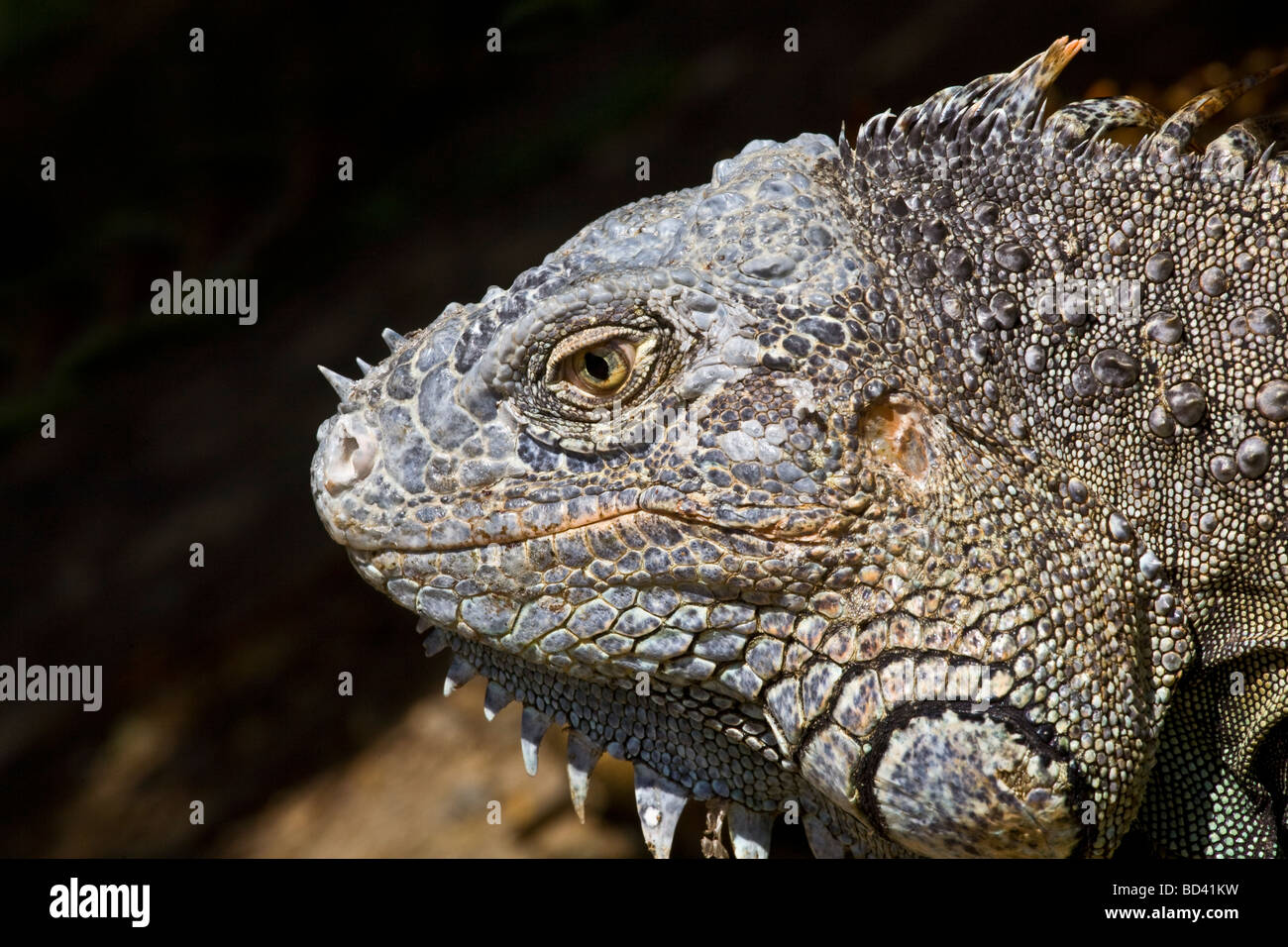 Common iguana (Iguana iguana) also called a green iguana, Roatan Island ...