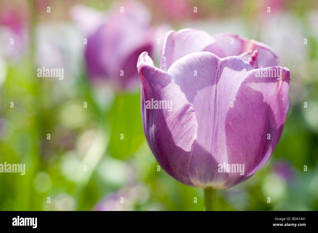 Close up detail of a beautiful purple tulip Stock Photo - Alamy