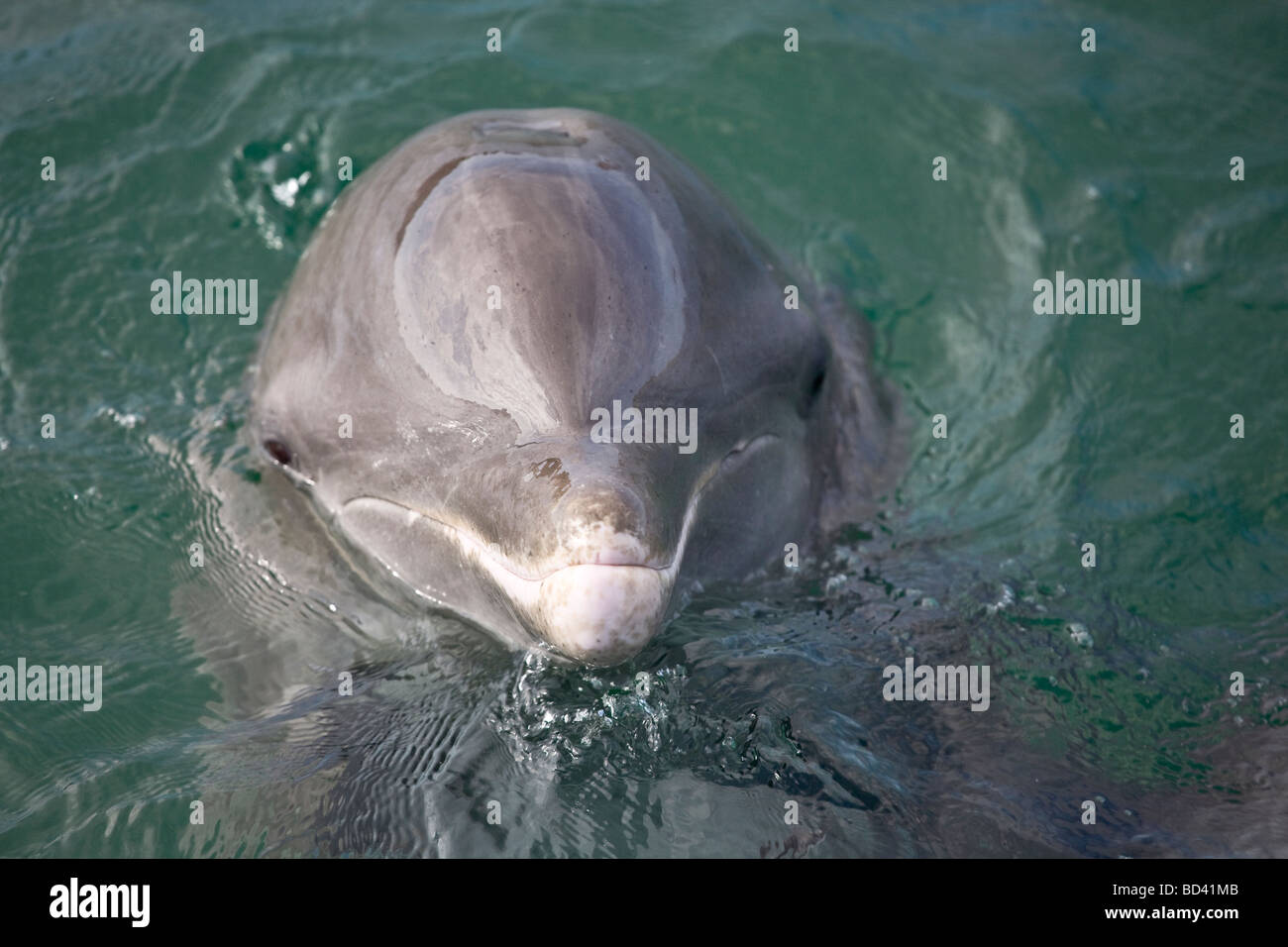 Bottlenose dolphin in the Caribbean, Roatan Island, Honduras Stock ...