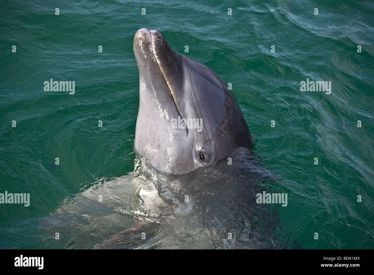 Bottlenose dolphin, Roatan Island, Honduras Stock Photo - Alamy