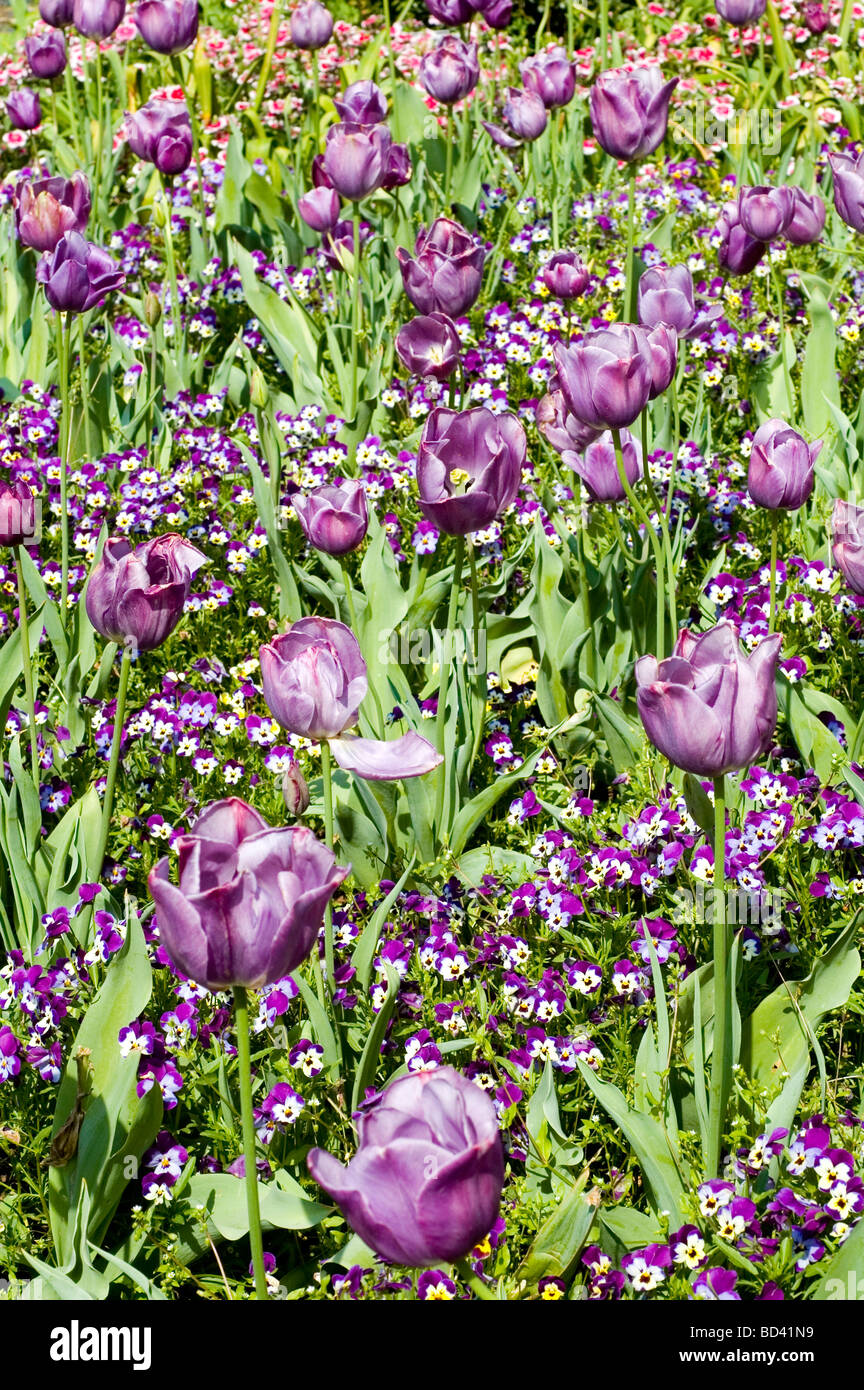Beautiful field of vibrant purple tulips background Stock Photo - Alamy