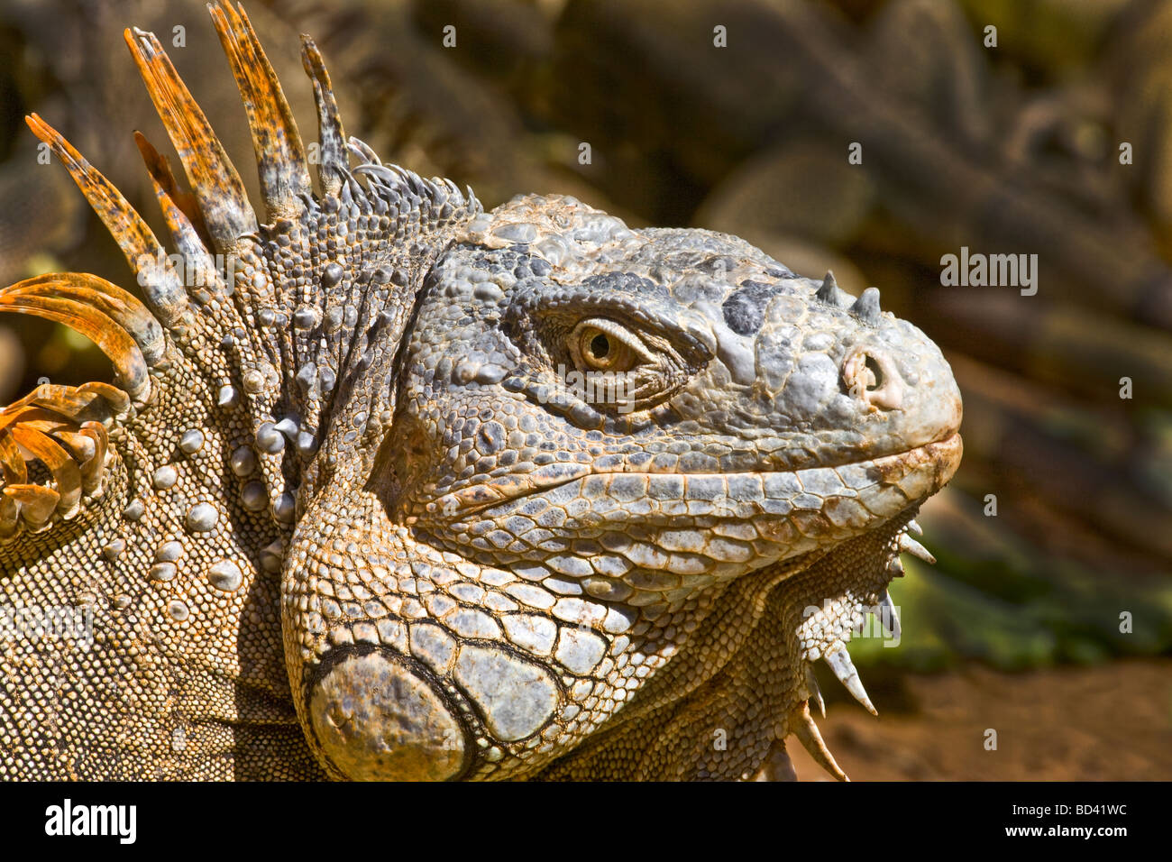 Common iguana, Roatan Island, Honduras Stock Photo - Alamy
