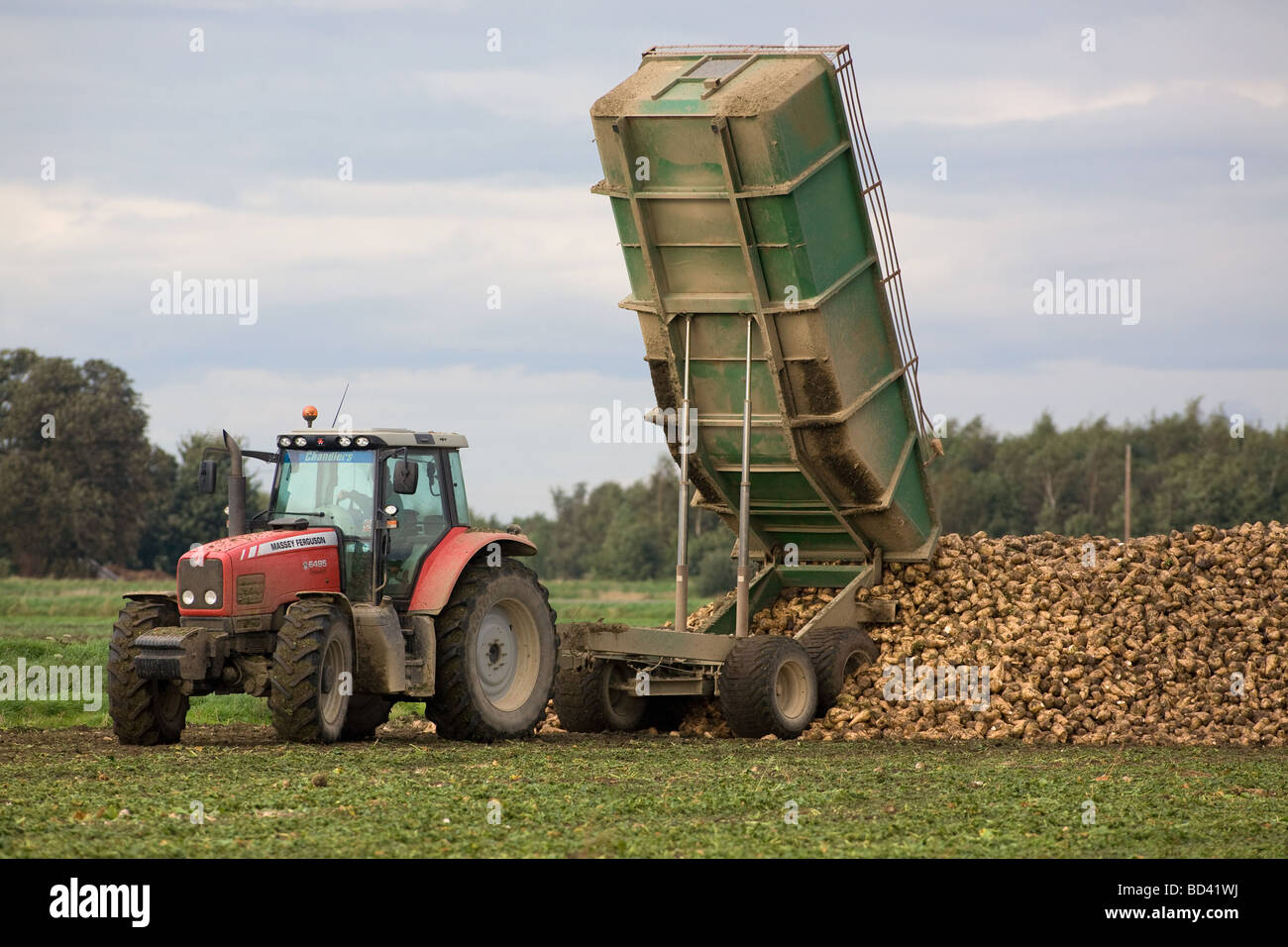 Tractor And Trailer Tipping Sugar Beet In A Heap Ready To Go To The ...