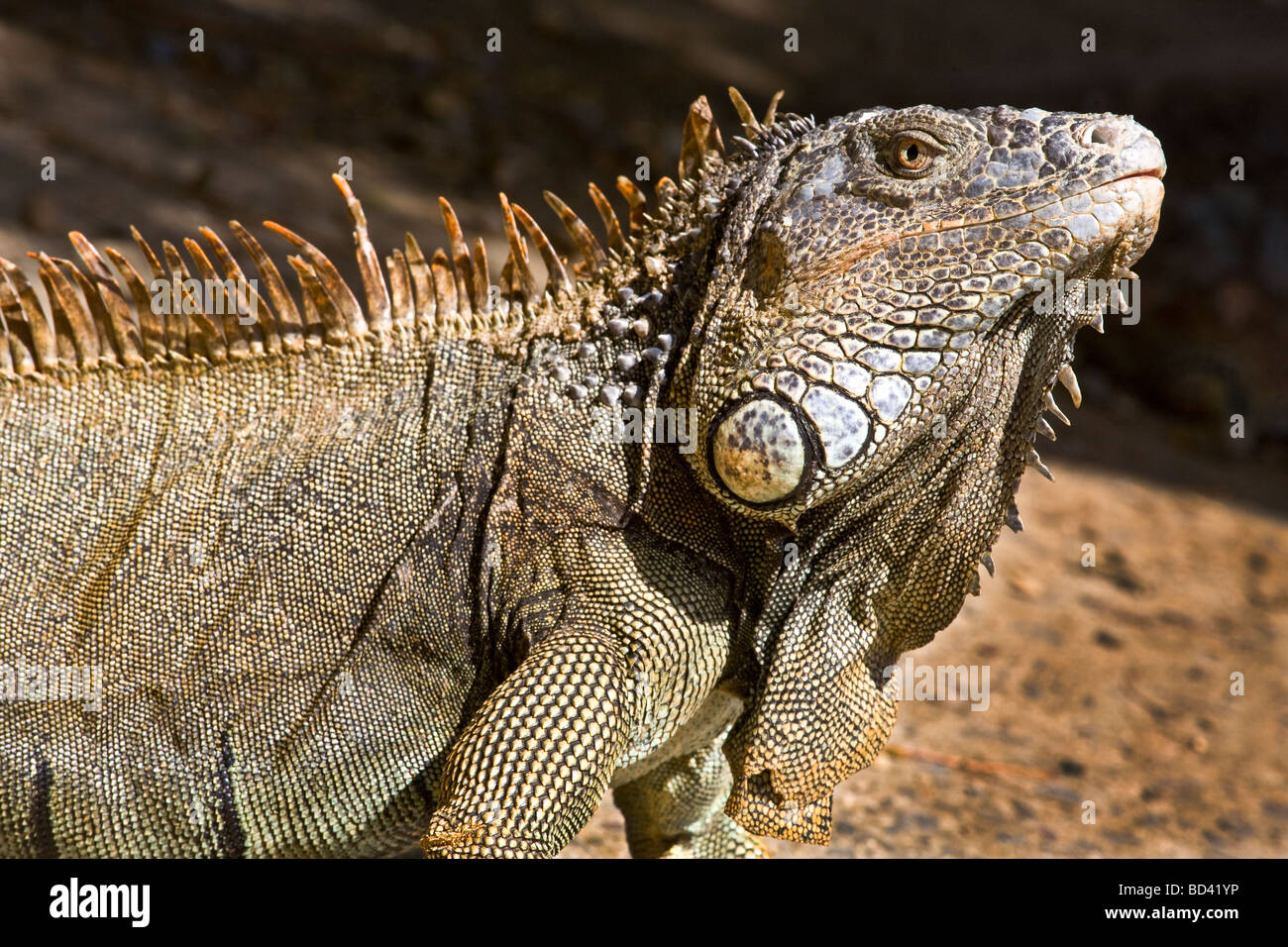 Common iguana, Roatan Island, Honduras Stock Photo - Alamy