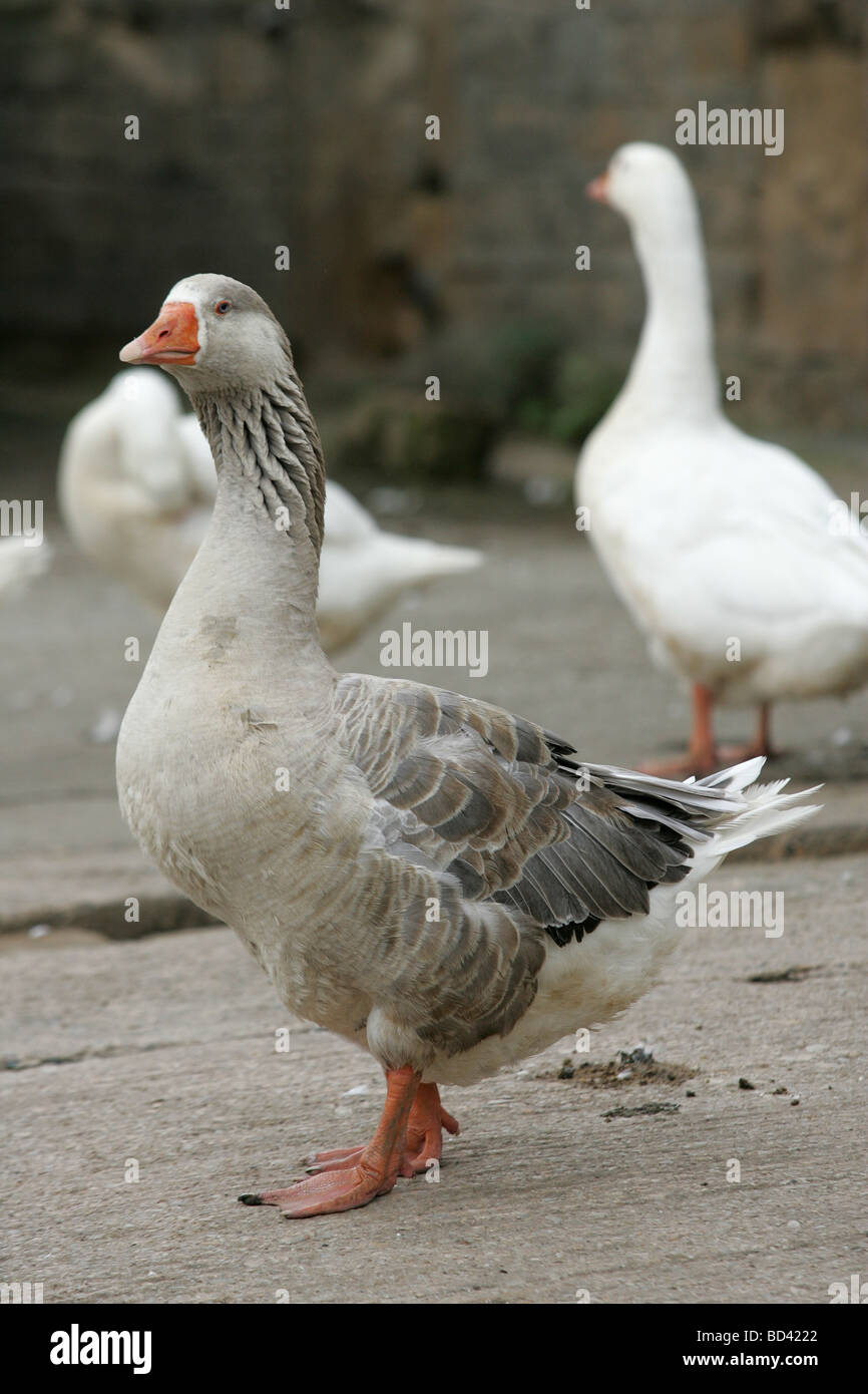 Farm Yard Geese Stock Photo - Alamy
