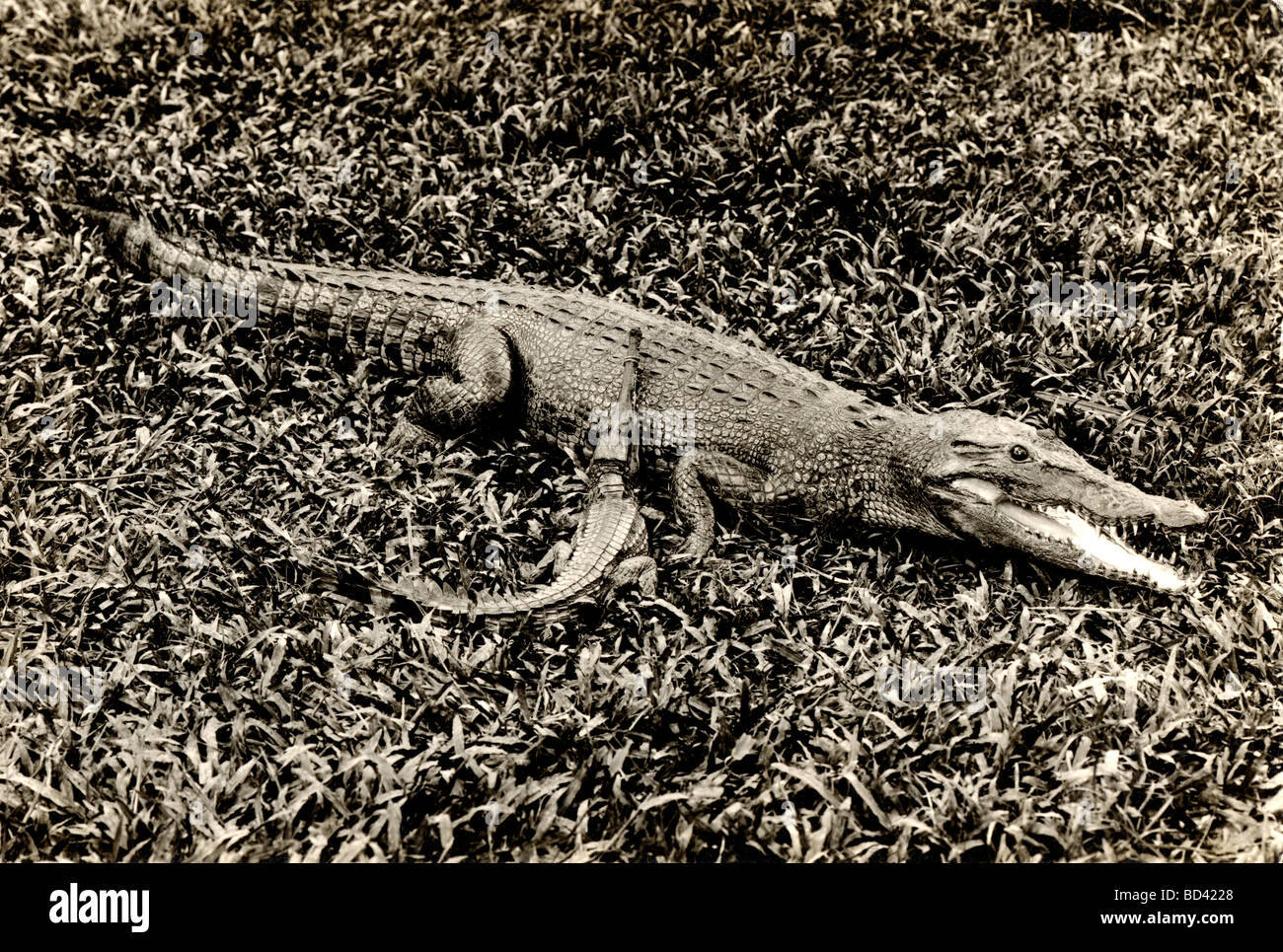 Alligator baby with mother hi-res stock photography and images - Alamy