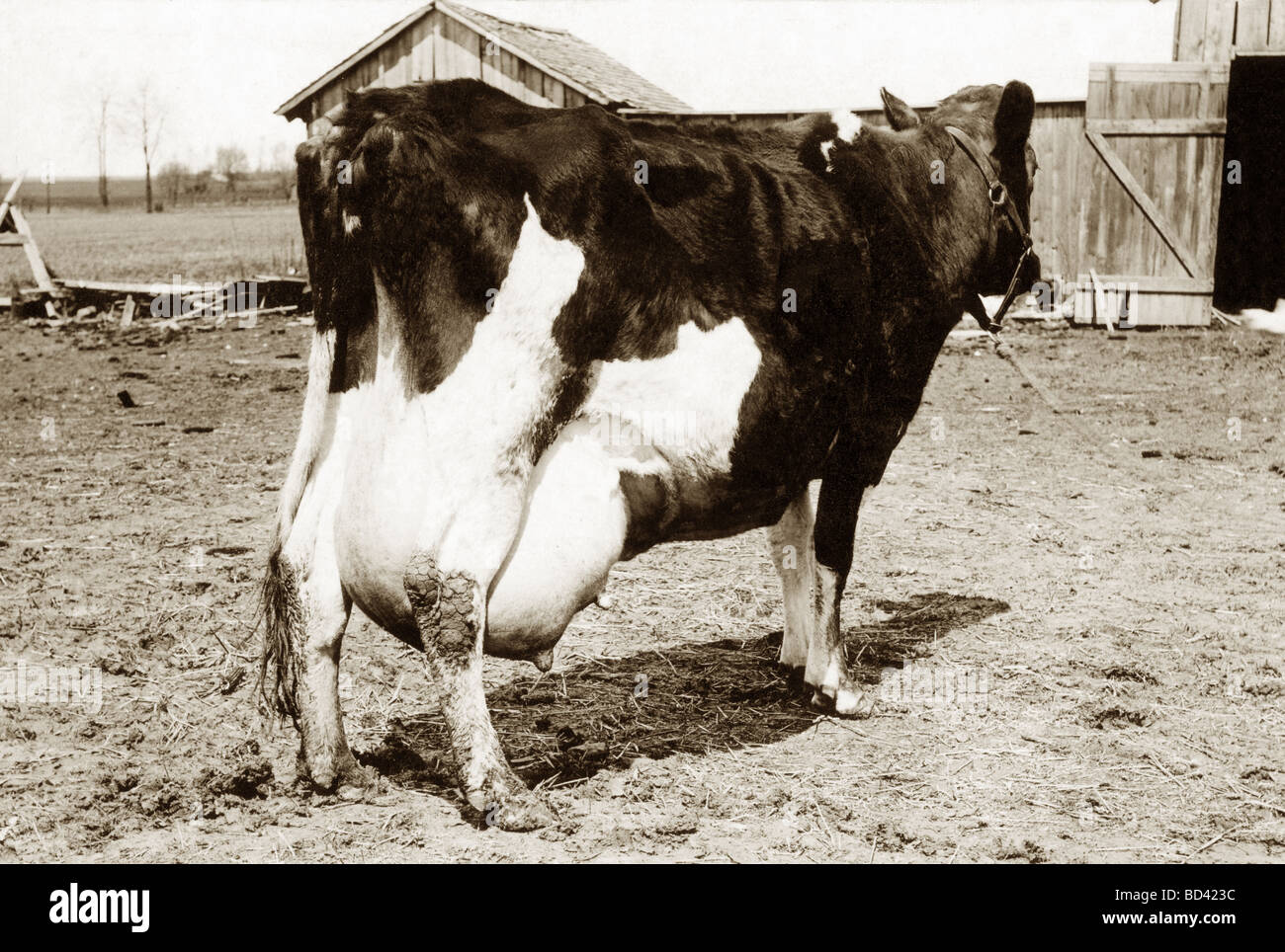 Why Are Cows Udders So Big at Donald Mccann blog