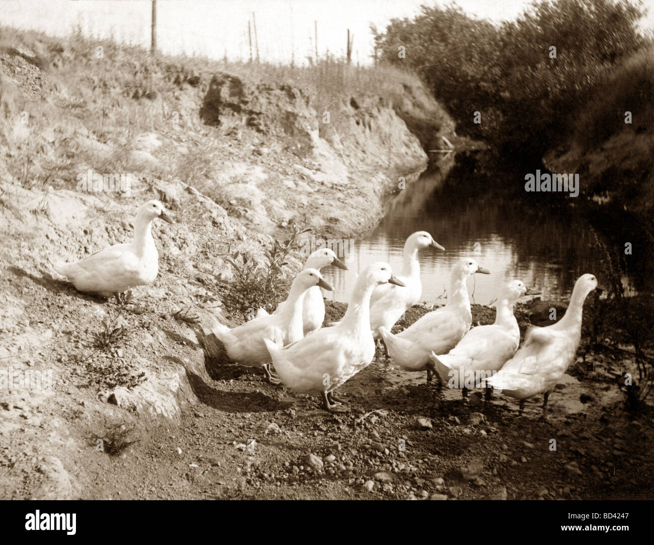 Eight ducks hi-res stock photography and images - Alamy