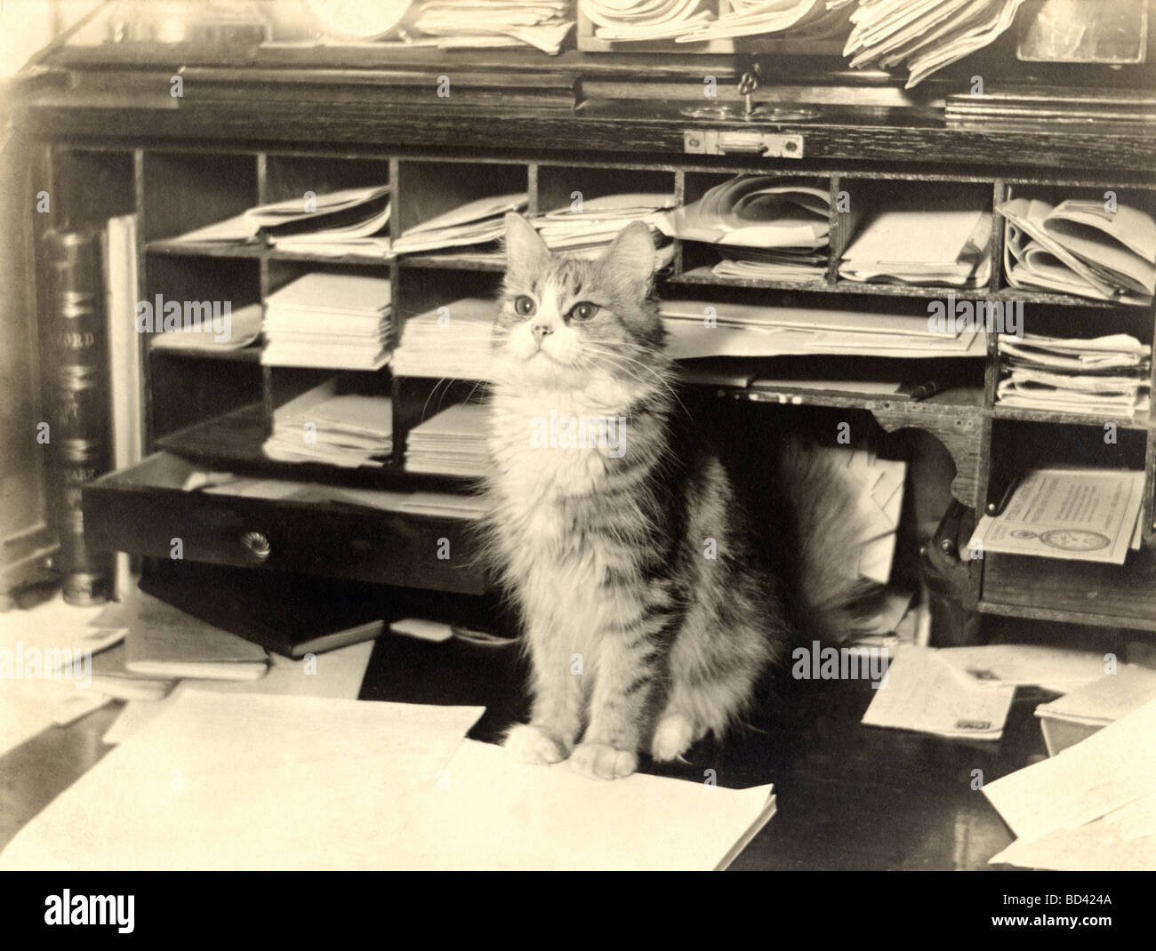 Alert Office Cat in Rolltop Desk Stock Photo - Alamy
