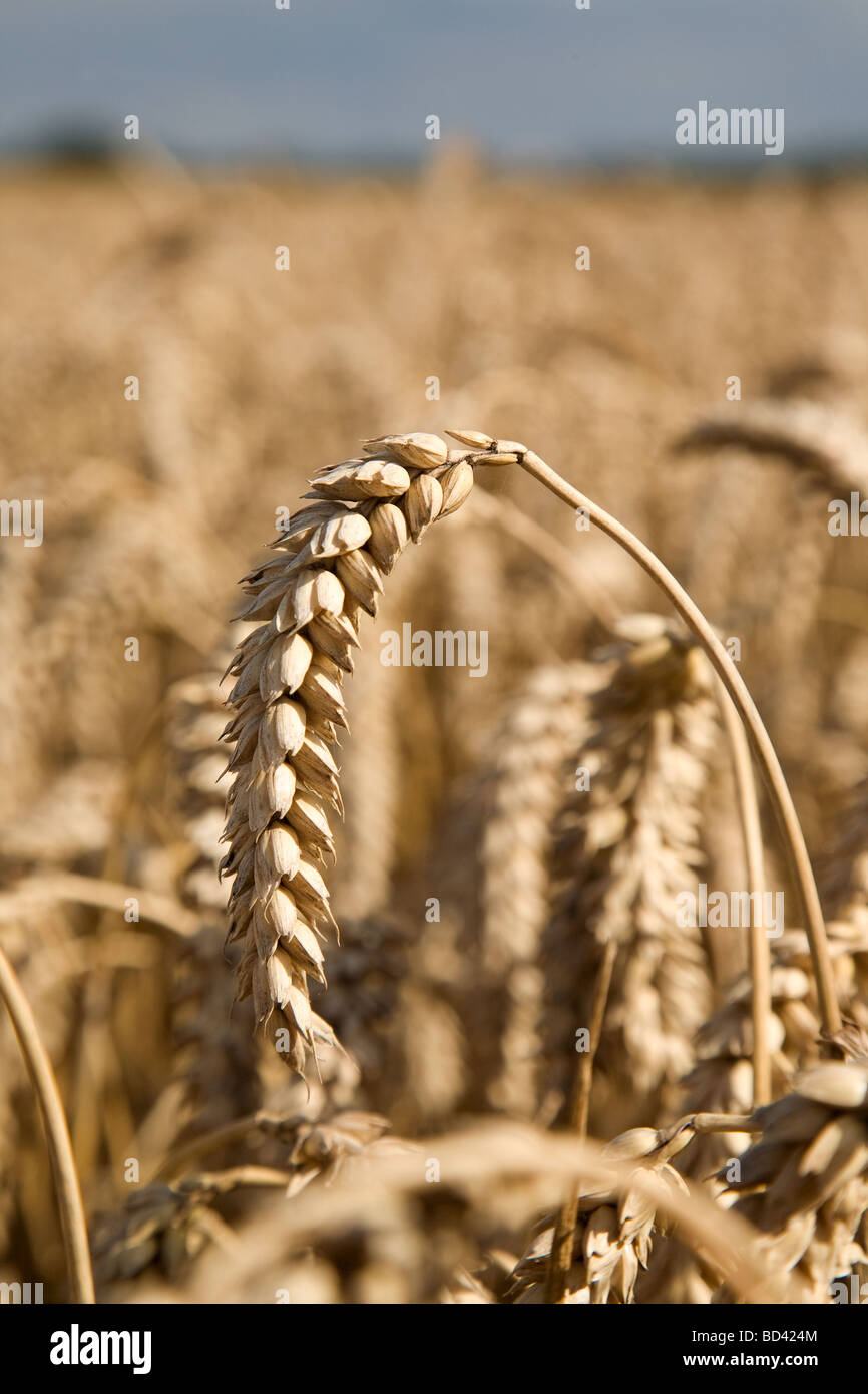 Ear of the wheat hi-res stock photography and images - Alamy