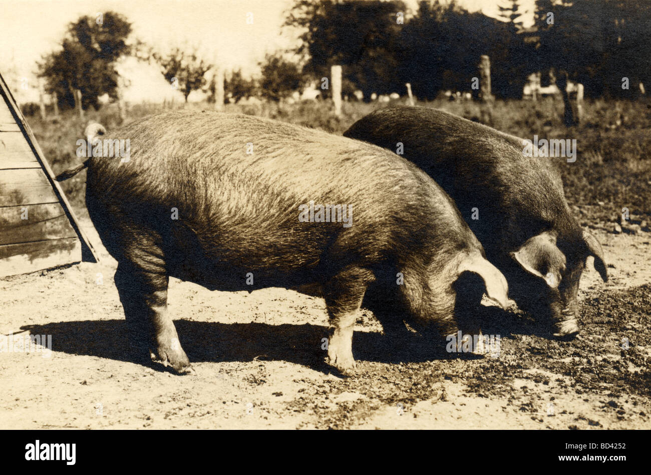 Two Pigs Grazing in Barnyard Stock Photo - Alamy