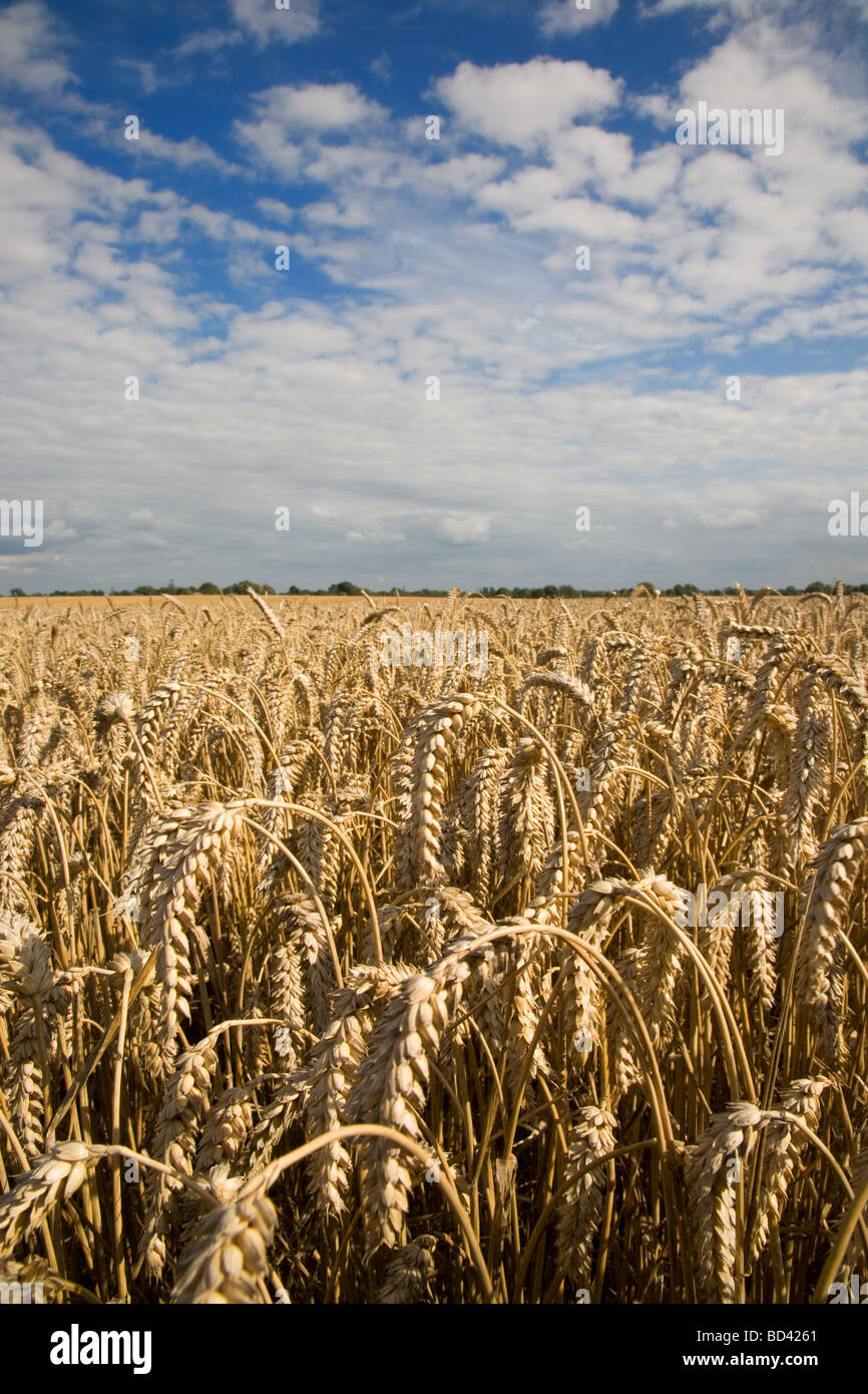 Field of ripe wheat Stock Photo - Alamy