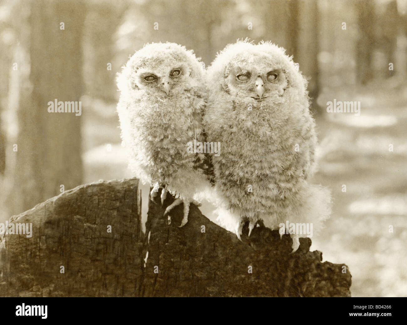 Pair of Snowy Owls Stock Photo - Alamy