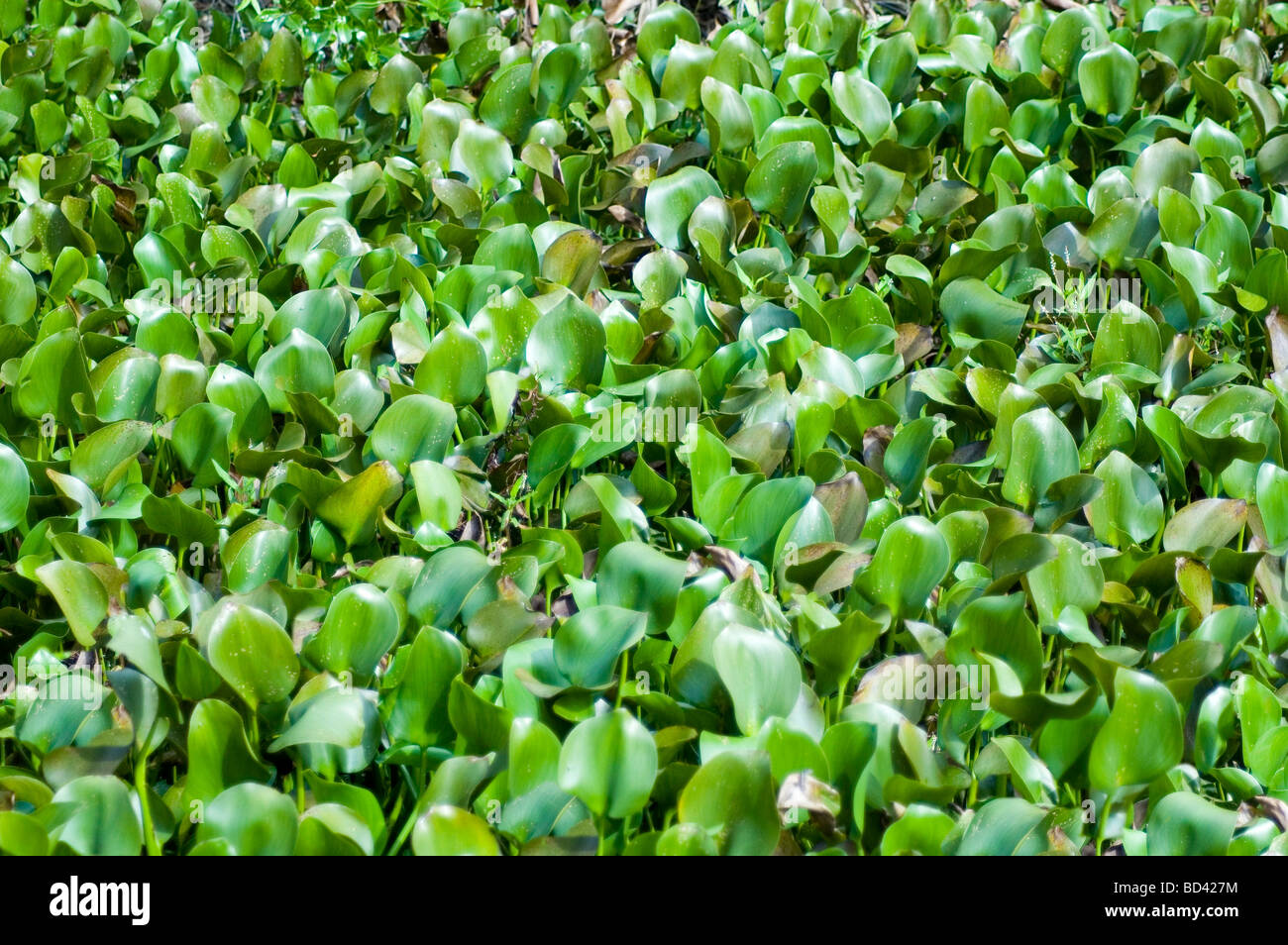 Highly invasive water hyacinth, taking over quickly in Everglades ...