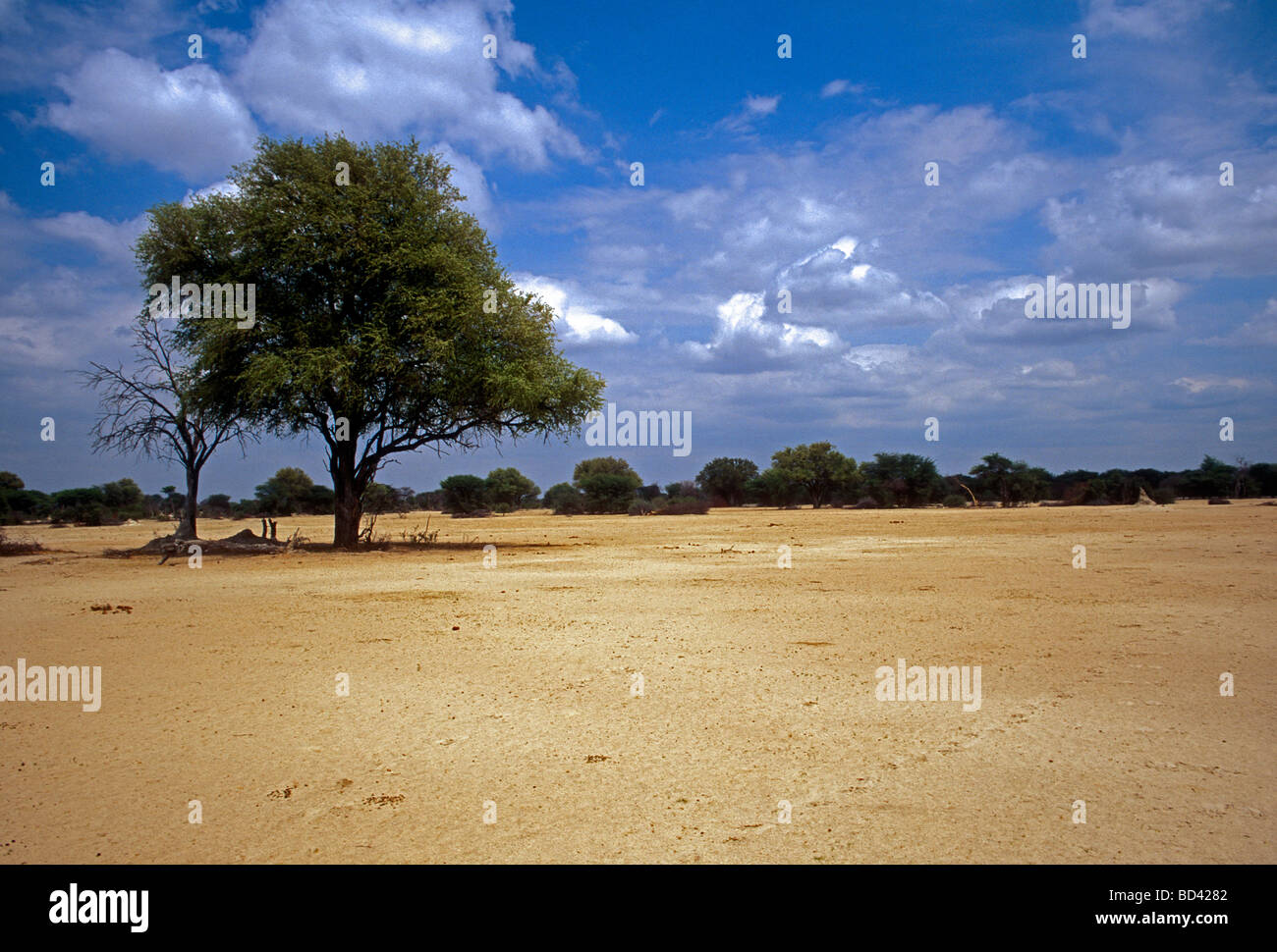 Leadwood Tree, Kalahari Sandveld, Hwange National Park, Matabeleland ...